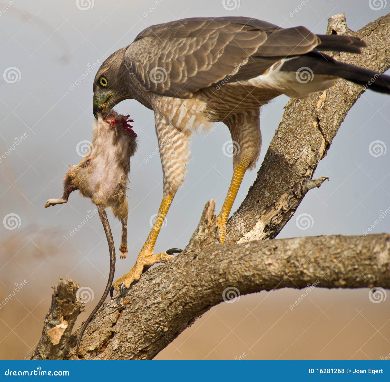 Eastern Chanting-goshawk with His Prey Stock Photo - Image of chanting ...