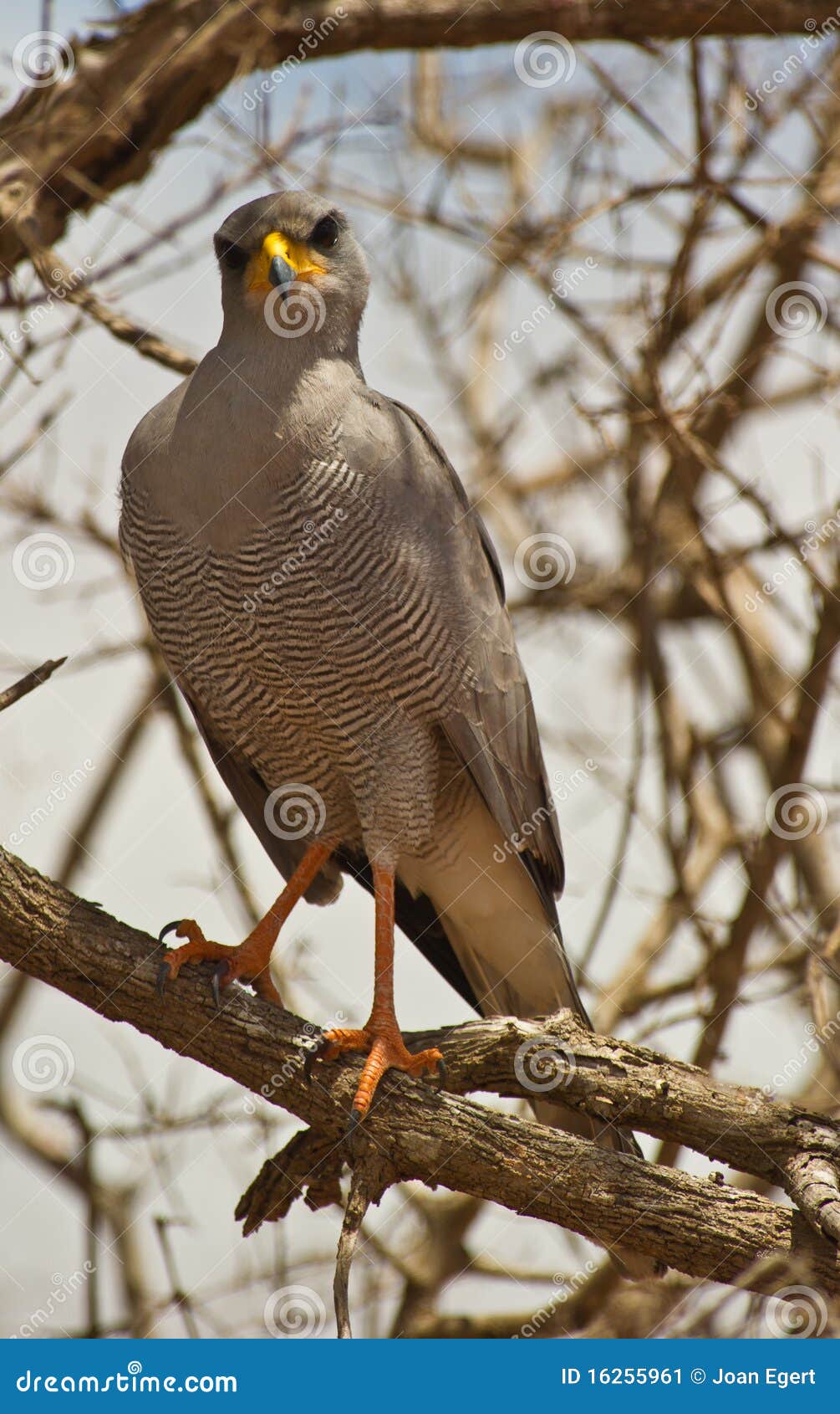 Eastern Chanting-Goshawk Perching on Tree Stock Image - Image of ...