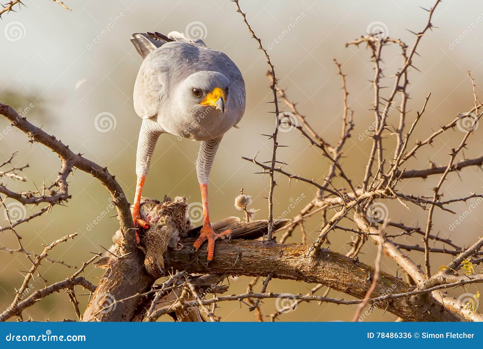 Eastern Chanting Goshawk with Prey Stock Photo - Image of branch ...