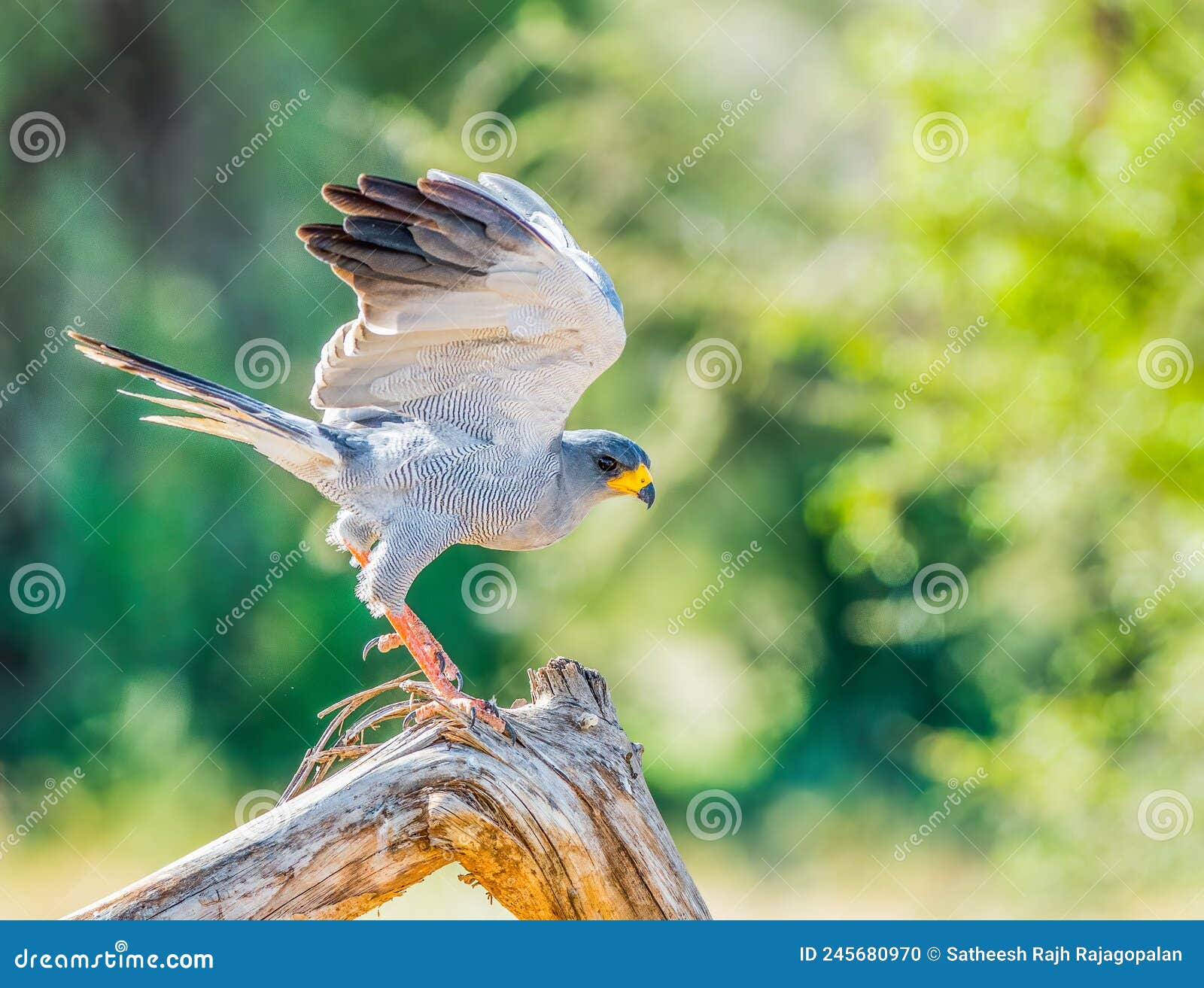 Eastern Chanting-Goshawk Perching On Tree Royalty-Free Stock ...