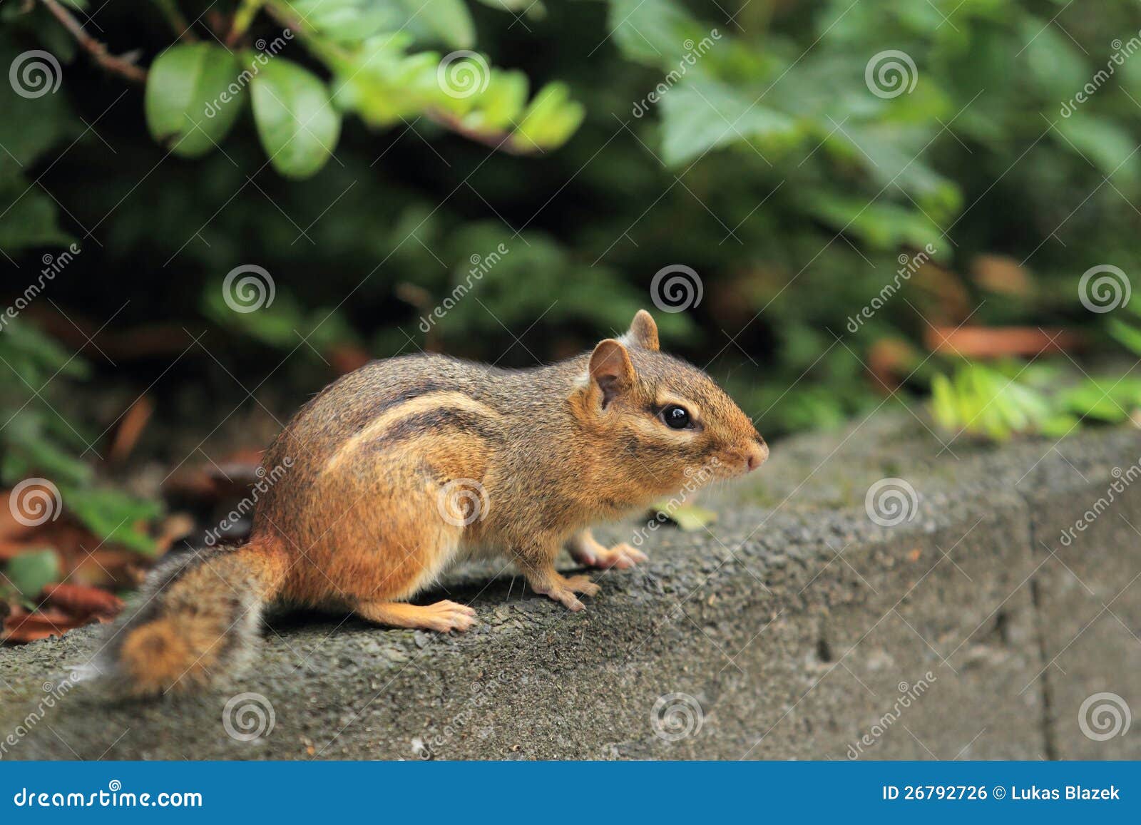 Eastern Chimpunk Stock Photos - Free & Royalty-Free Stock Photos from ...