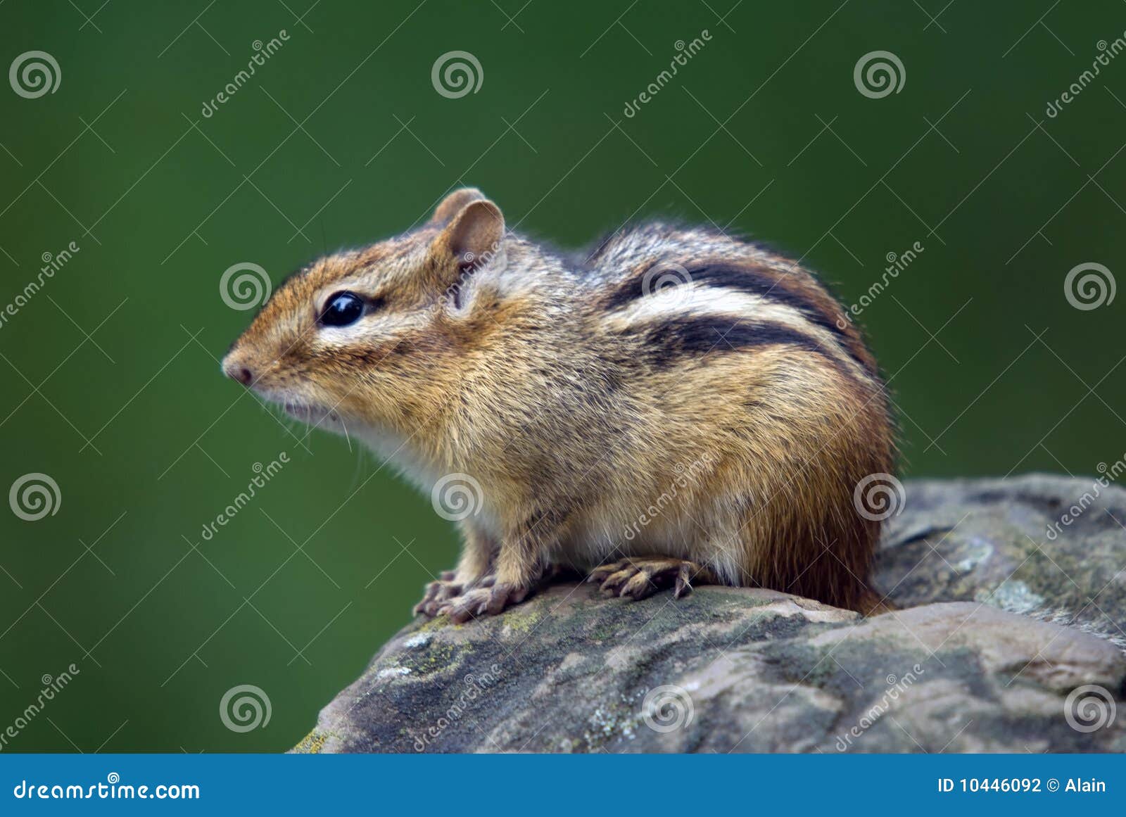Eastern Chipmunk (Tamias) Peeks Out From His Hiding Hole In A Tree ...