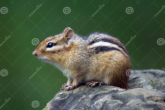 Eastern Chipmunk stock photo. Image of squirrel, animal - 10446092