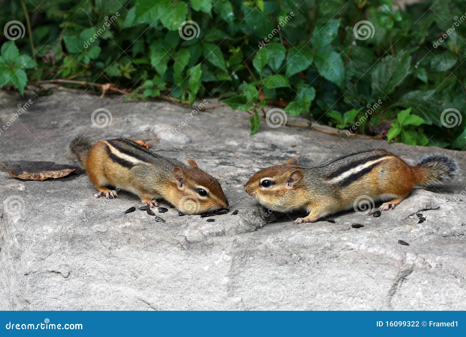 Eastern Chipmunk stock photo. Image of ground, outdoor - 16099322