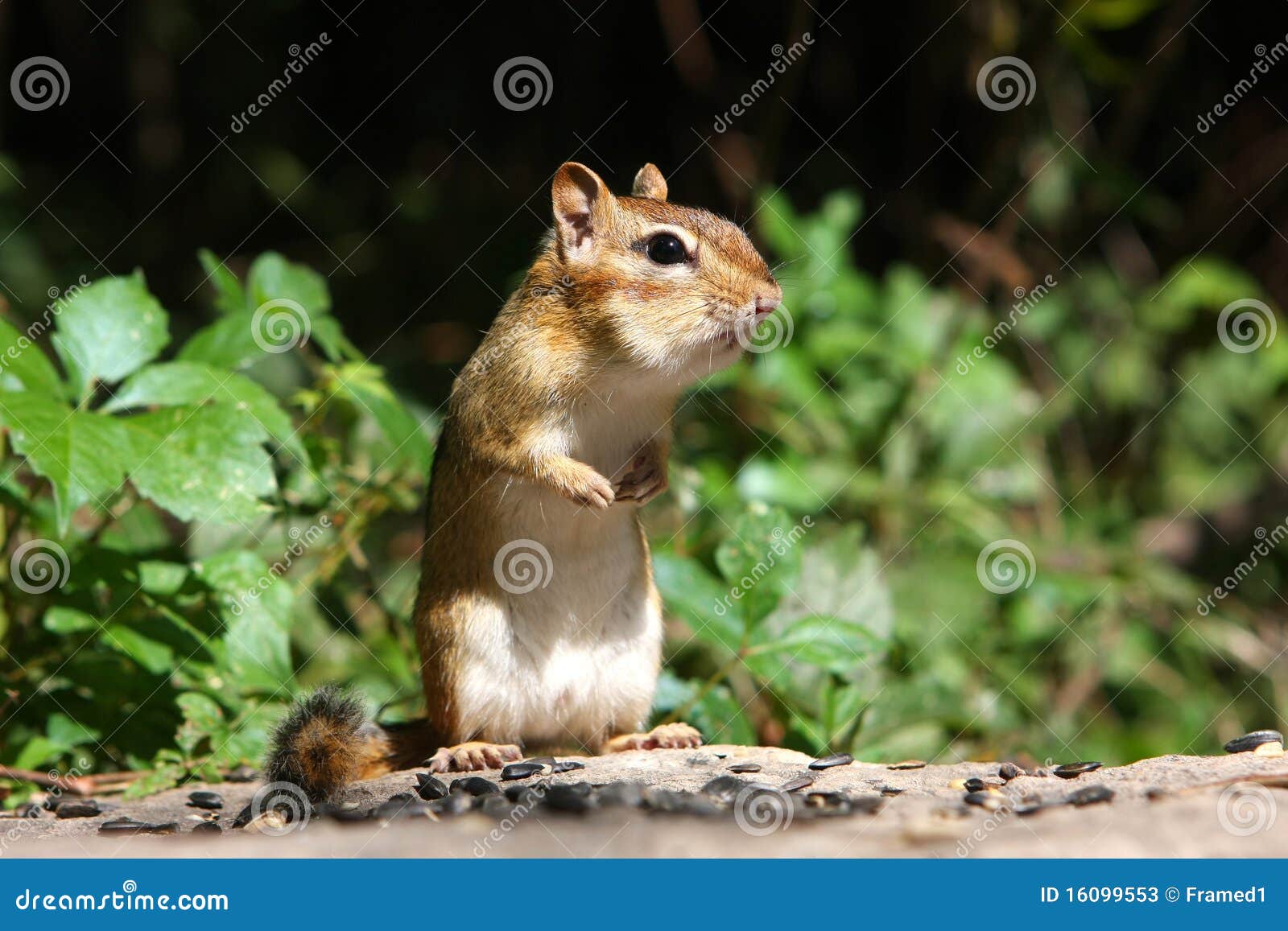 Eastern Chipmunk stock image. Image of black, eyes, ground - 16099553