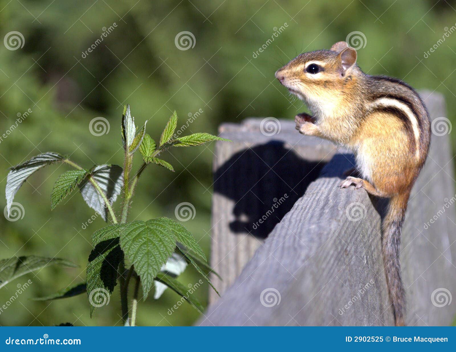 Eastern Chipmunk stock image. Image of rodent, nature - 2902525