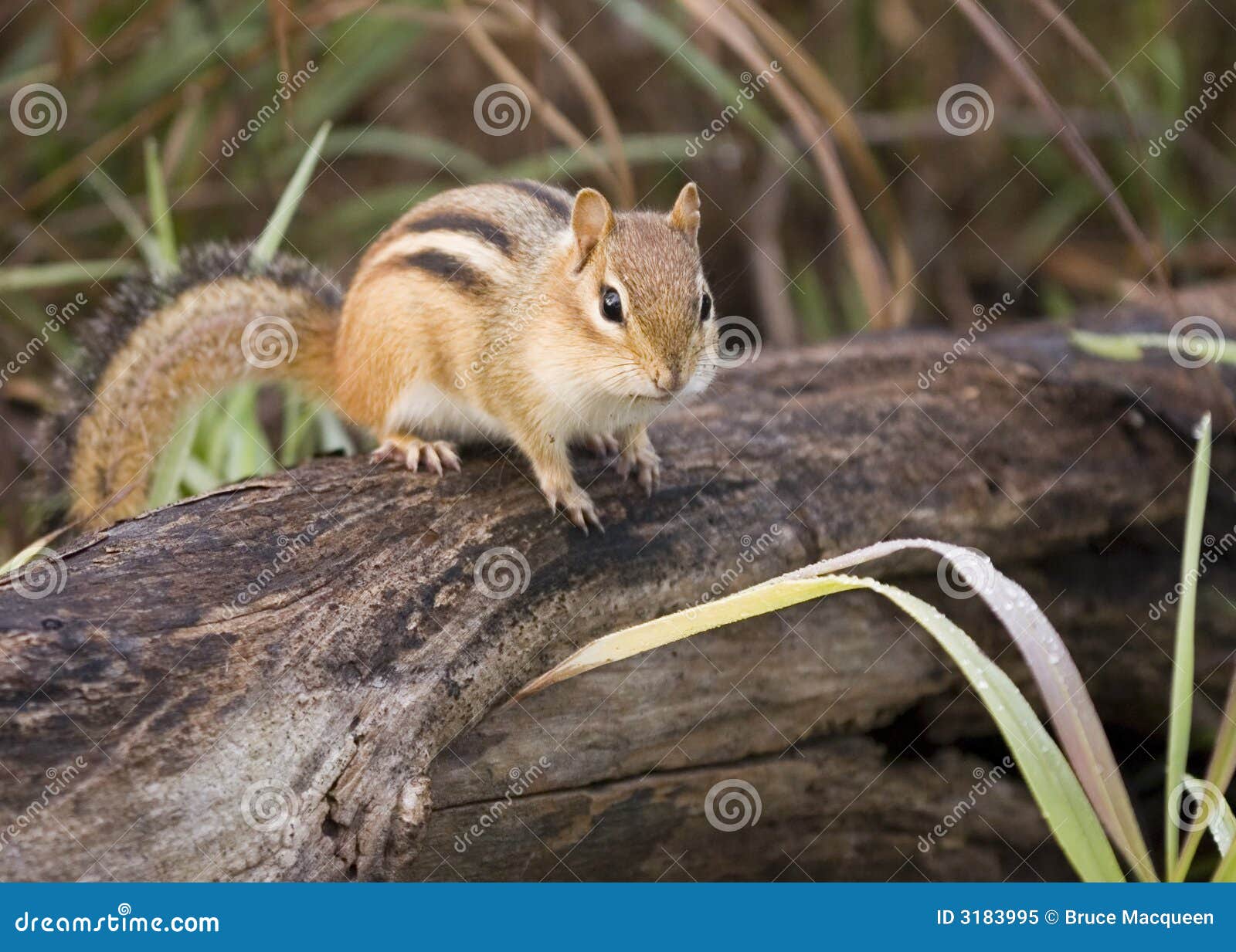 Eastern Chipmunk stock image. Image of perched, parks - 3183995