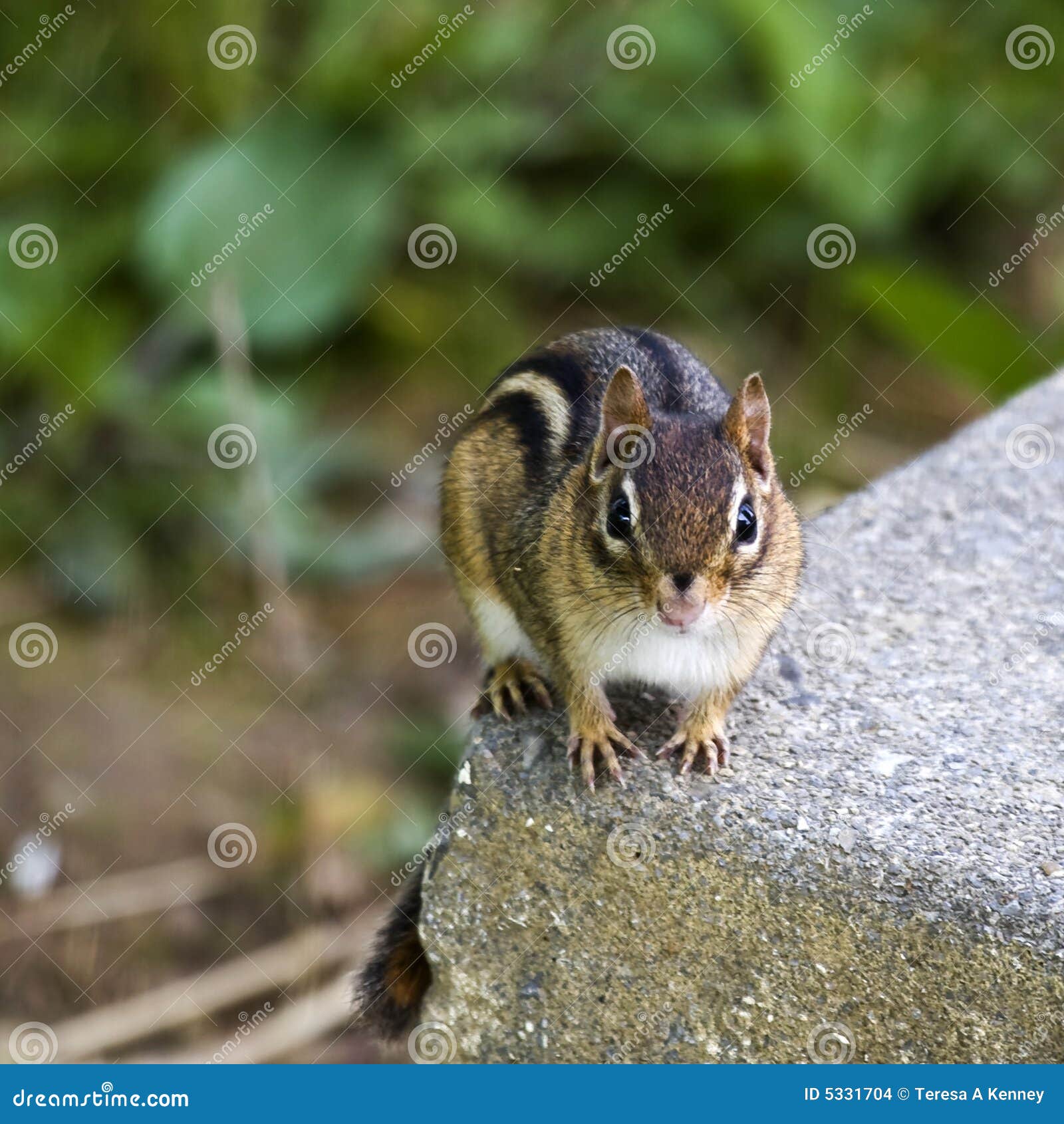 Eastern Chipmunk Picture. Image: 5331704