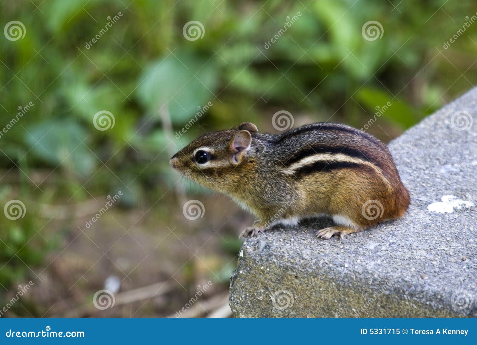 Eastern Chipmunk stock image. Image of waiting, backyard - 5331715
