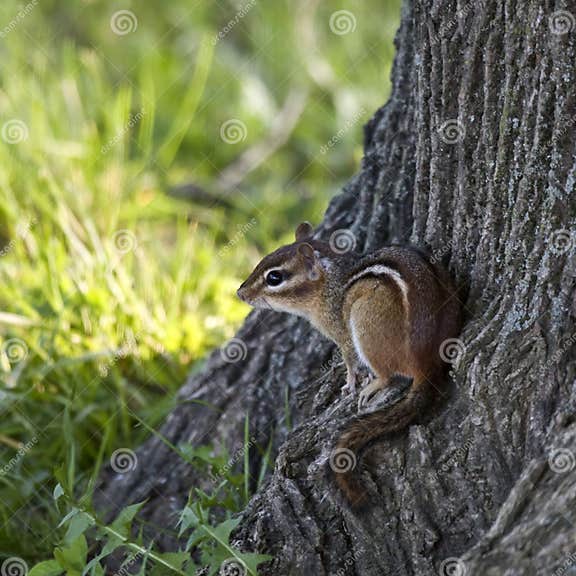 Eastern Chipmunk stock image. Image of alert, america - 5331743
