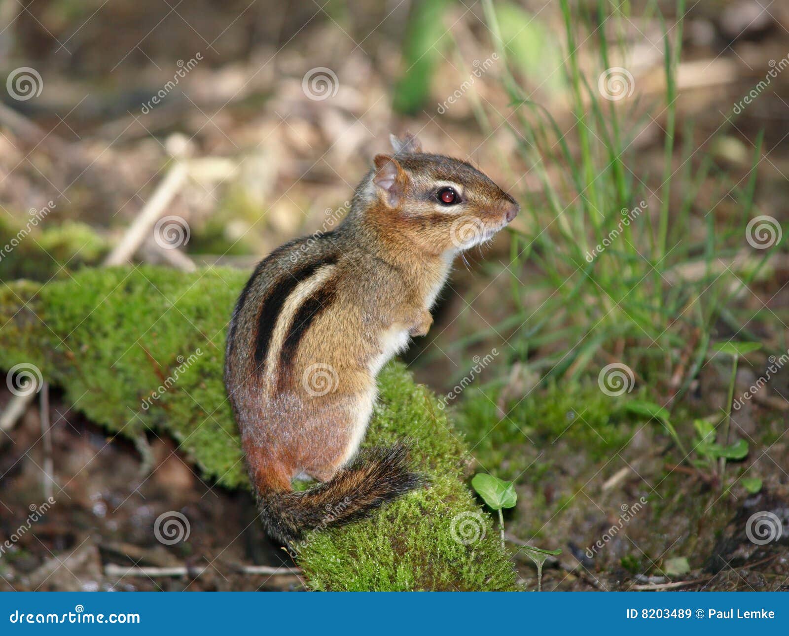 Eastern Chipmunk With Cheeks Full Of Food Royalty-Free Stock ...