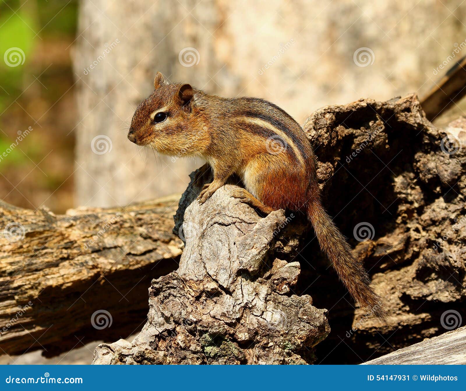 Eastern Chipmunk stock image. Image of chipmunk, eating - 54147931