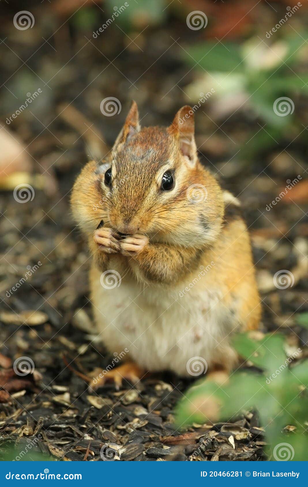 Eastern Chipmunk with Cheeks Full of Food Stock Image - Image of rodent ...