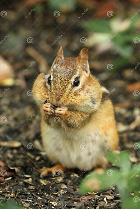 Eastern Chipmunk with Cheeks Full of Food Stock Image - Image of rodent ...