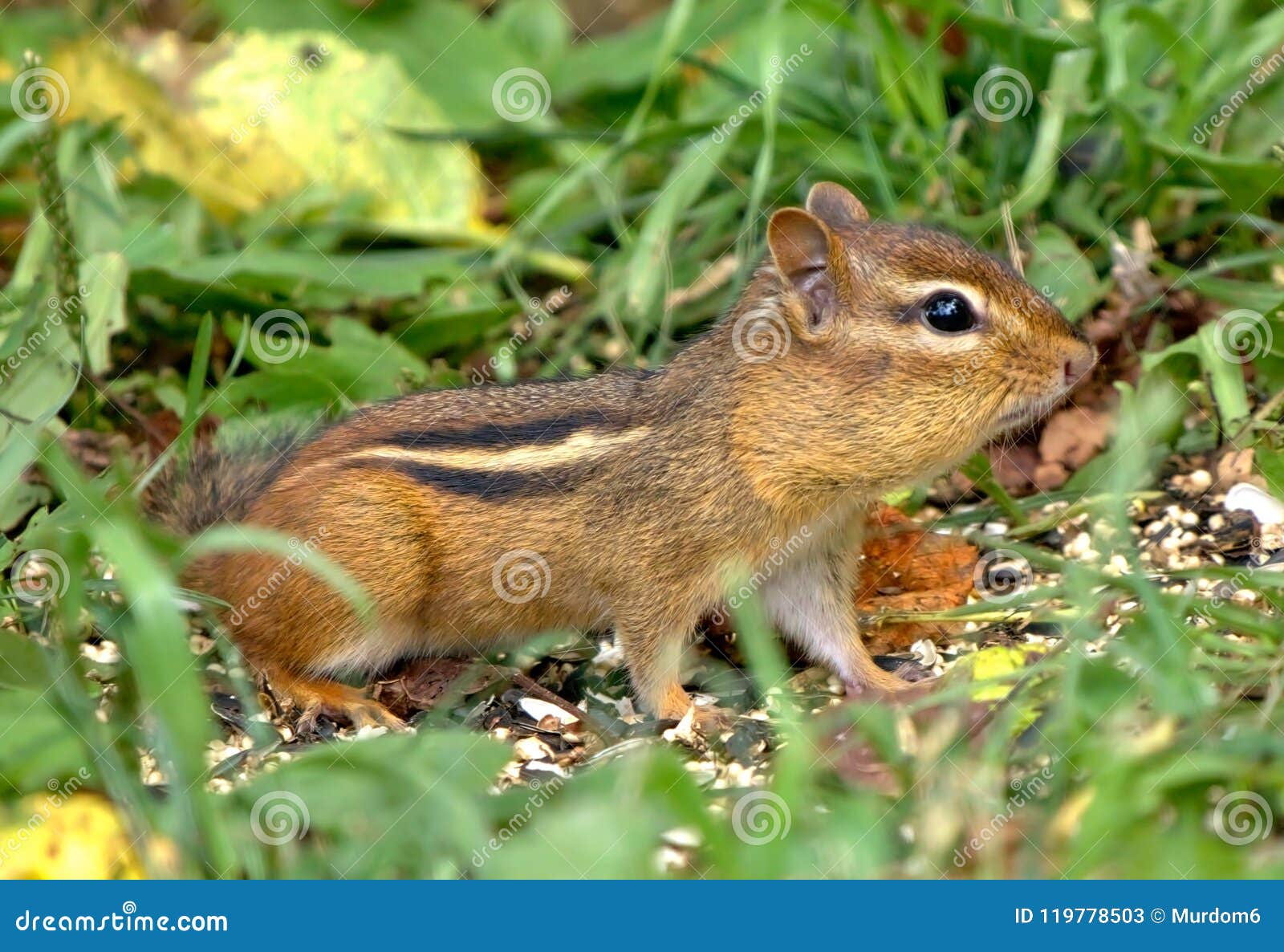 Eastern Chipmunk Close Up stock image. Image of ground - 119778503