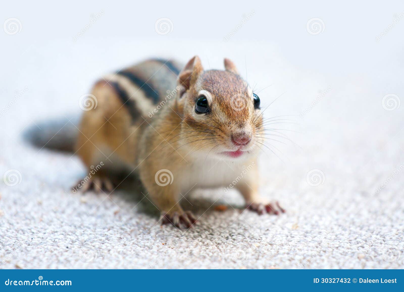 Eastern chipmunk stock photo. Image of tamias, habitat - 30327432
