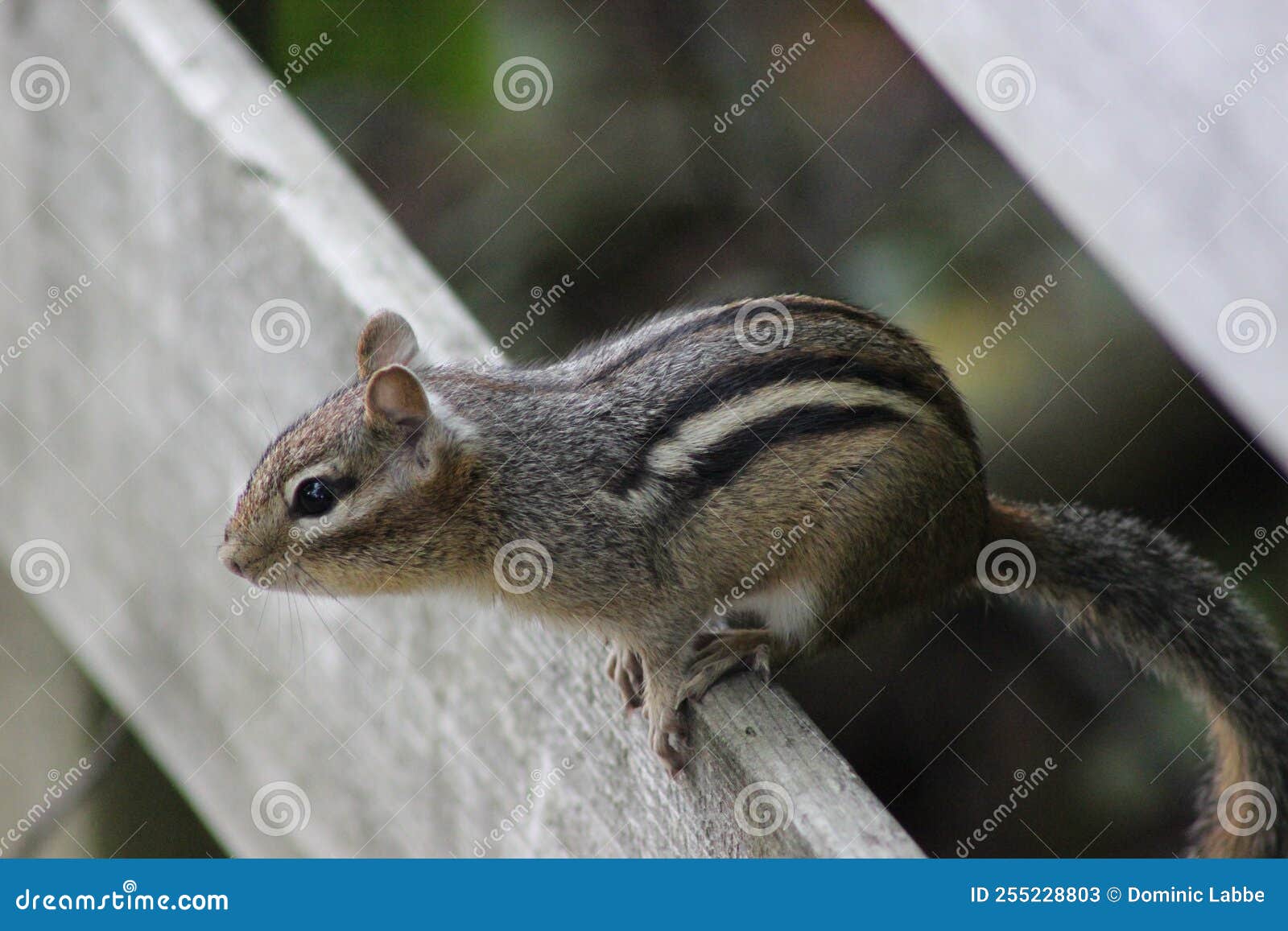 Eastern chipmunk stock image. Image of fence, outdoor - 255228803
