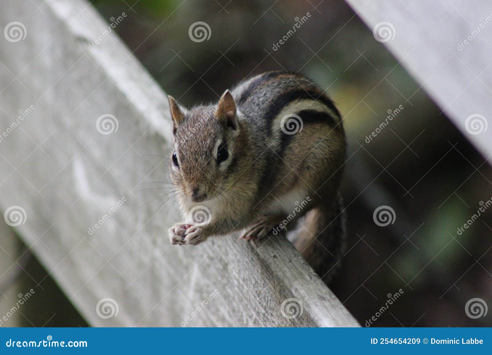 Eastern chipmunk stock image. Image of mammal, nature - 254654209