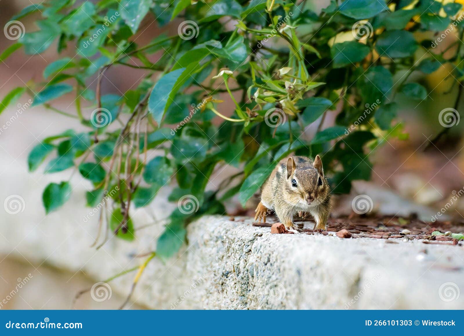 Eastern Chipmunk Eating Nuts Under the Leaves. Stock Image - Image of ...