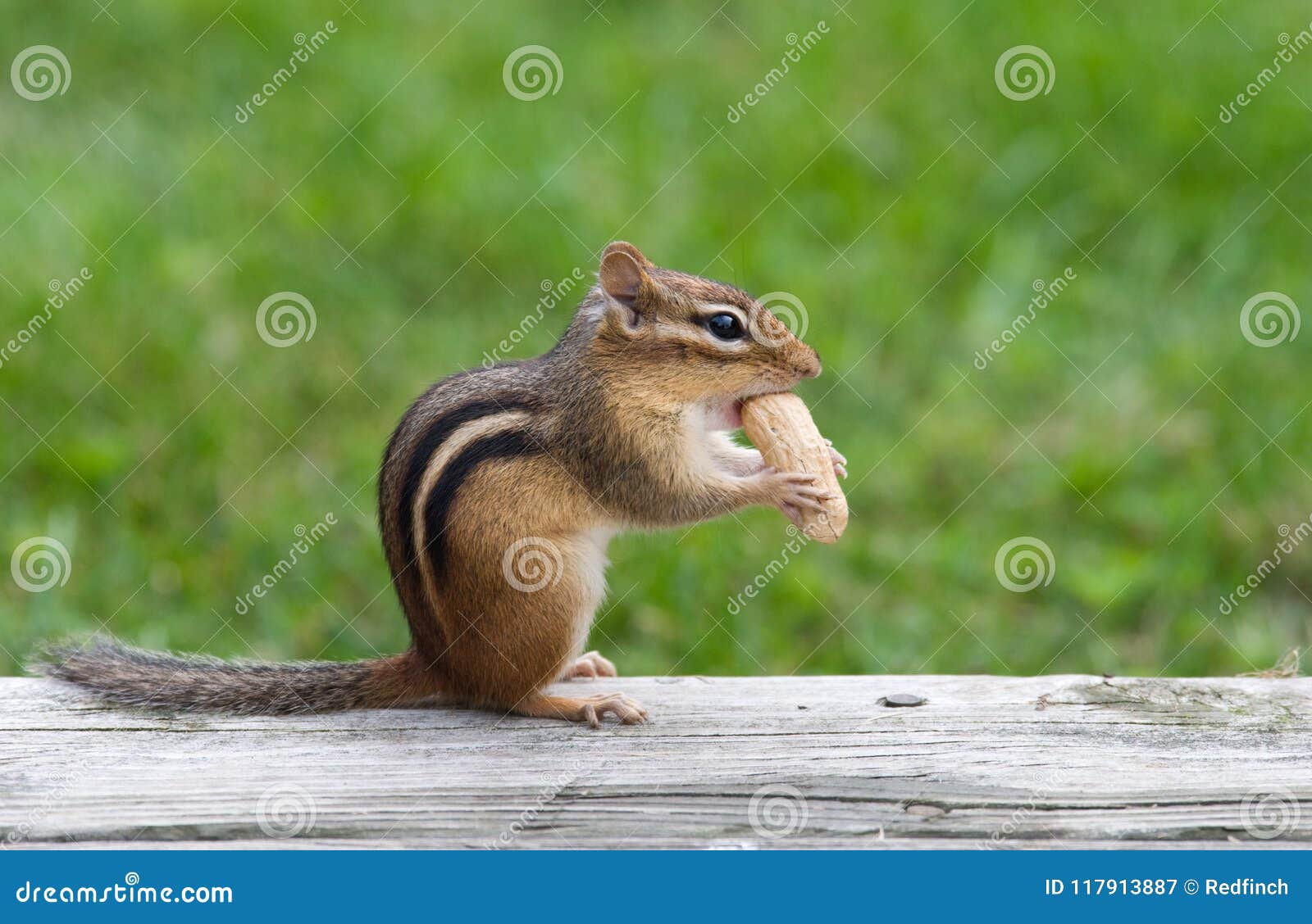 Eastern Chipmunk Eating a Peanut Stock Image - Image of peanut, eating ...
