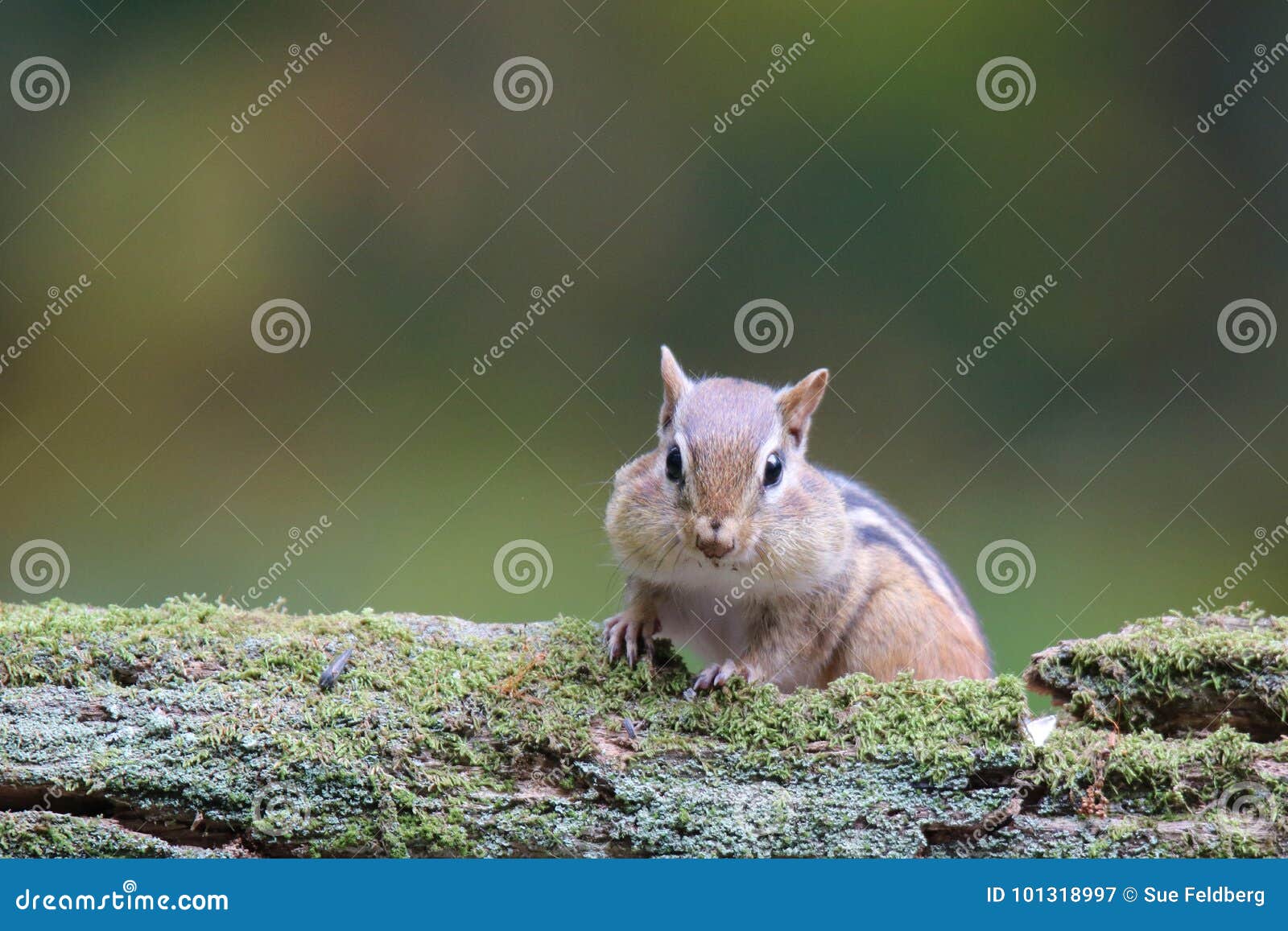 Chipmunk Looking for Food stock image. Image of furry - 101318997