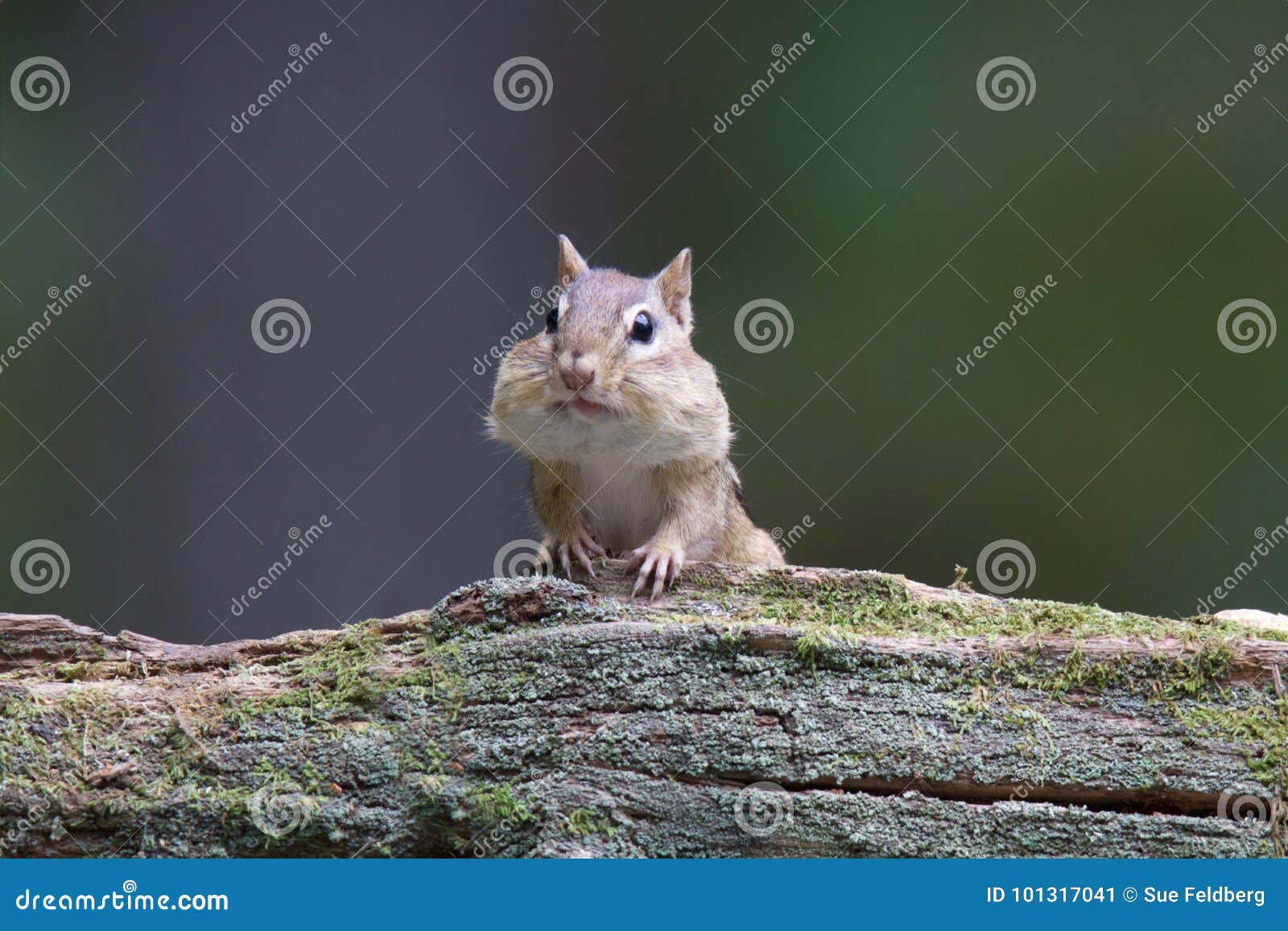 Chipmunk Takes a Look stock image. Image of branch, chubby - 101317041