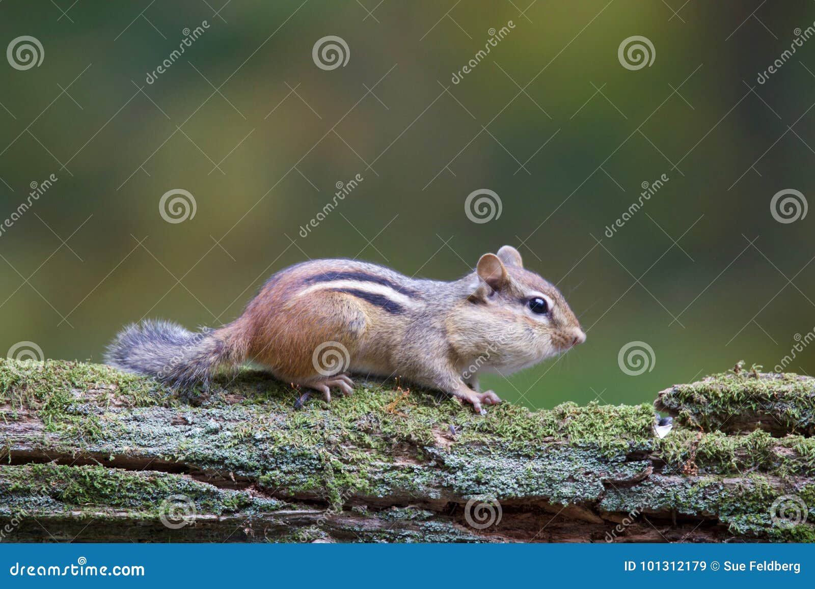 Eastern Chipmunk on a Branch in Fall Stock Image - Image of little ...