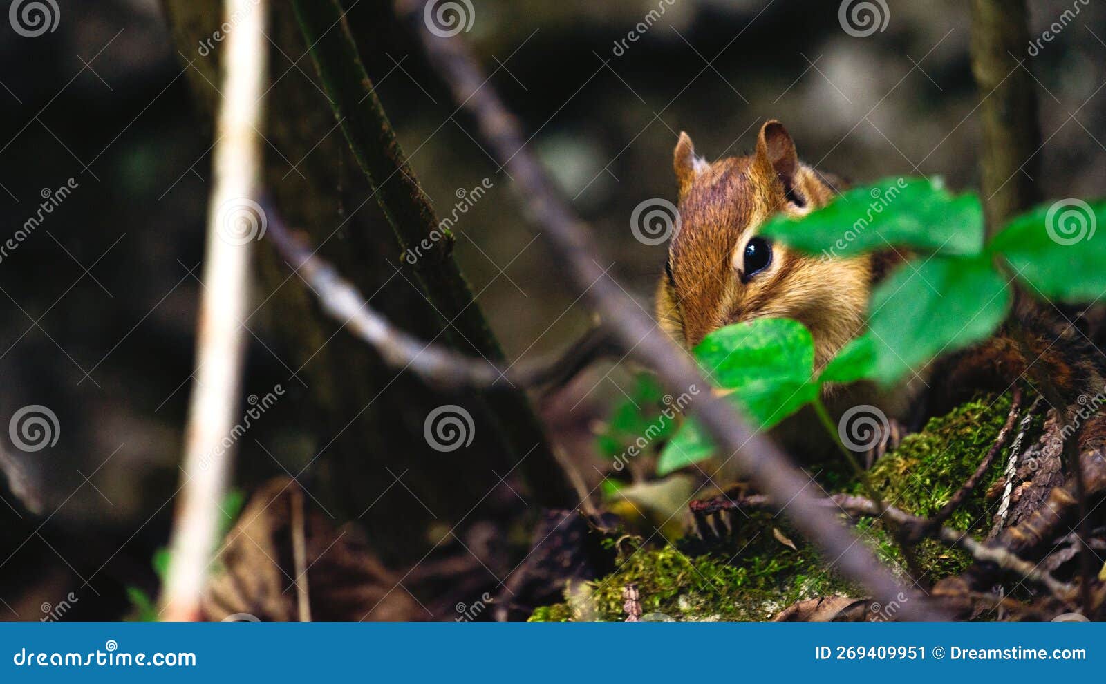 Eastern Chipmunk in the Forest. Stock Image - Image of outside ...
