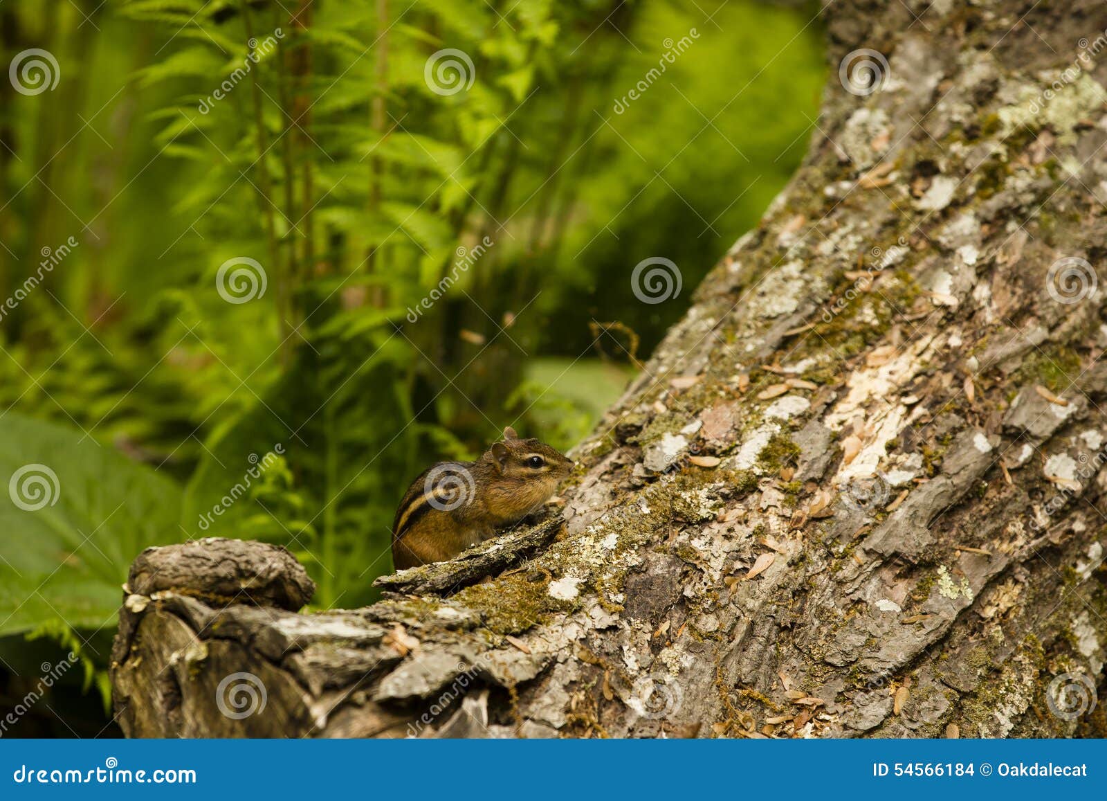 Eastern Chipmunk with Full Cheeks in Forest Stock Photo - Image of bark ...