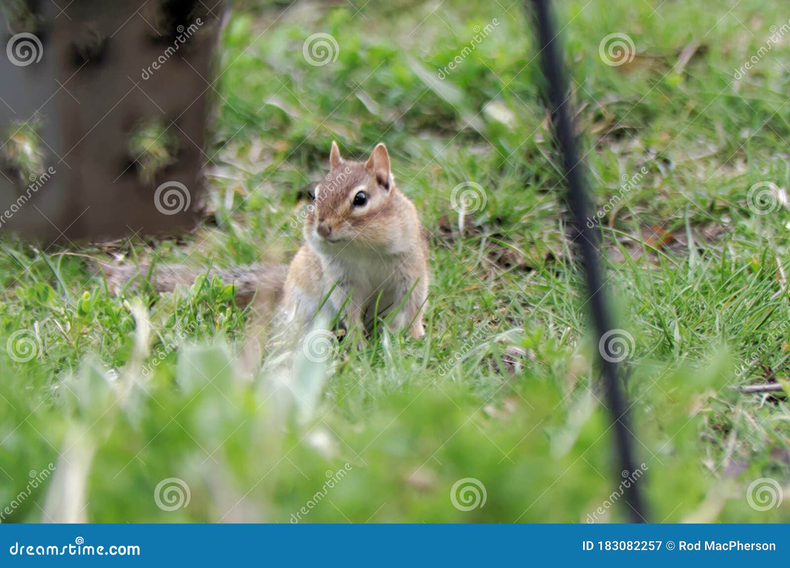 Eastern Chipmunk in the Garden Stock Image - Image of north, chipmunk ...