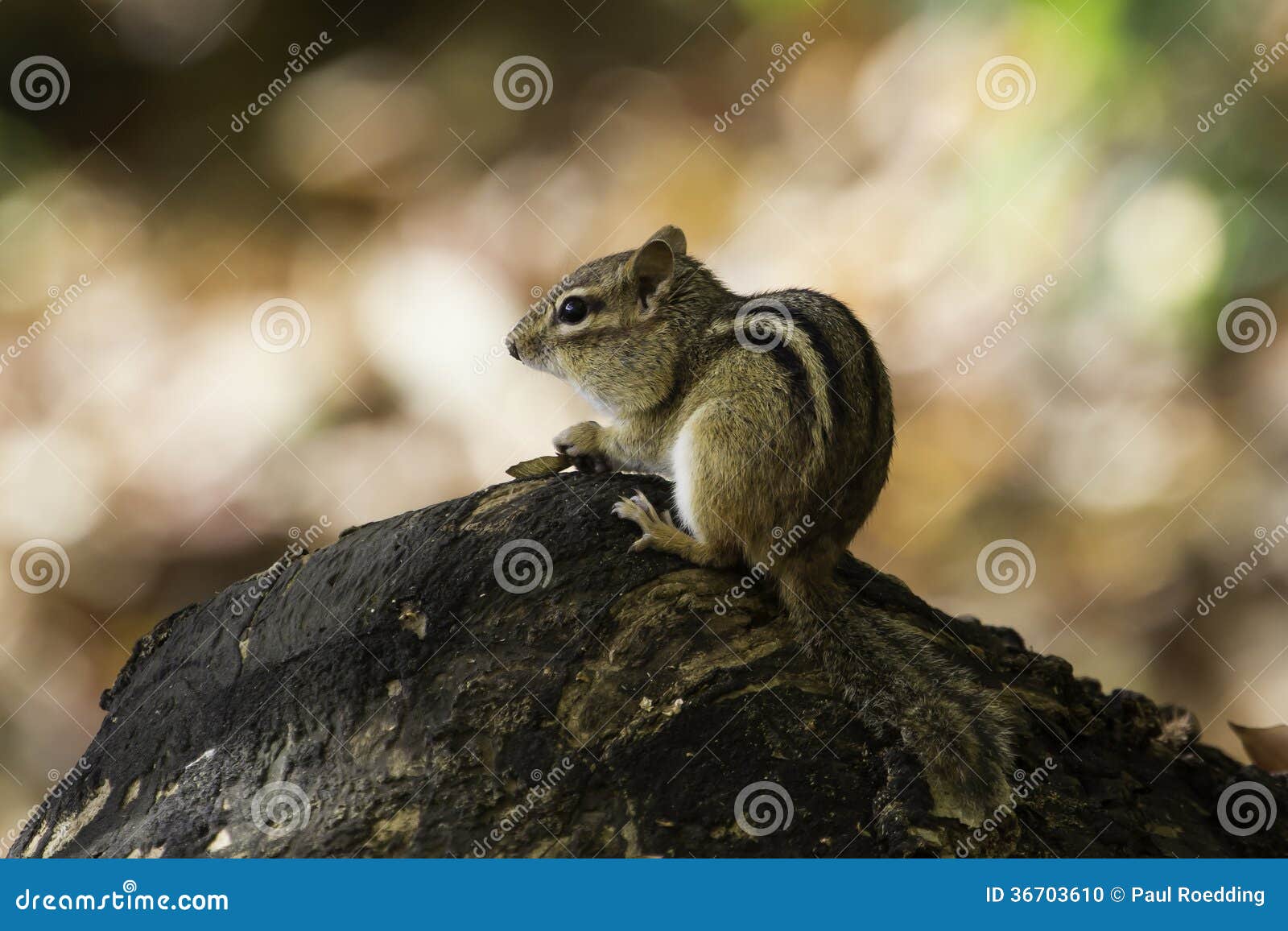 Eastern Chipmunk stock photo. Image of fall, colors, wildlife - 36703610