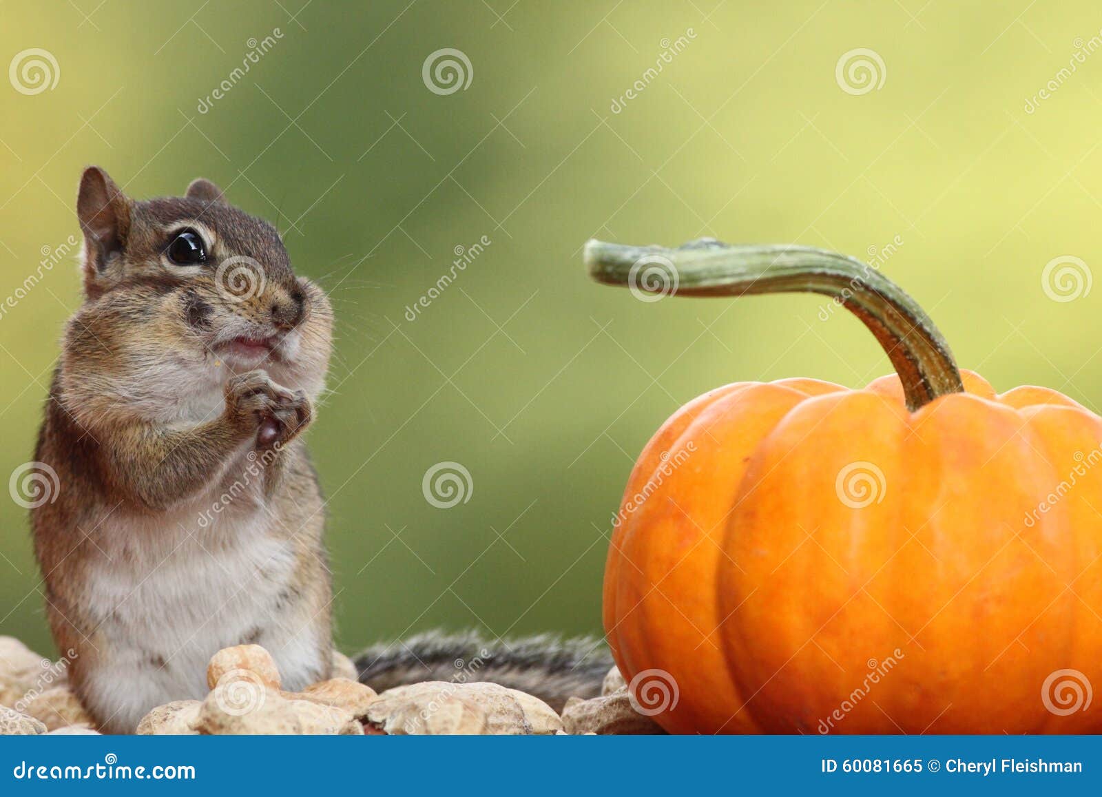Eastern Chipmunk with Hands Pointing To Each Other Standing Next To a ...