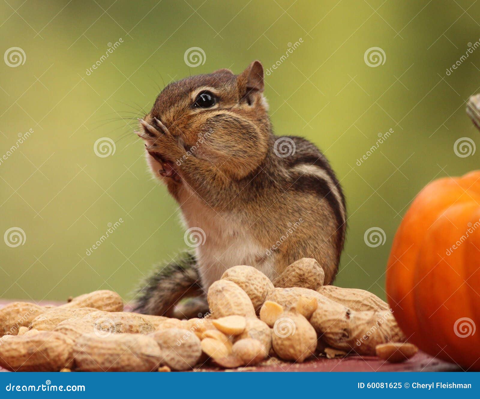 Eastern Chipmunk with Hands Up To Face Standing Next To a Pumpkin Stock ...