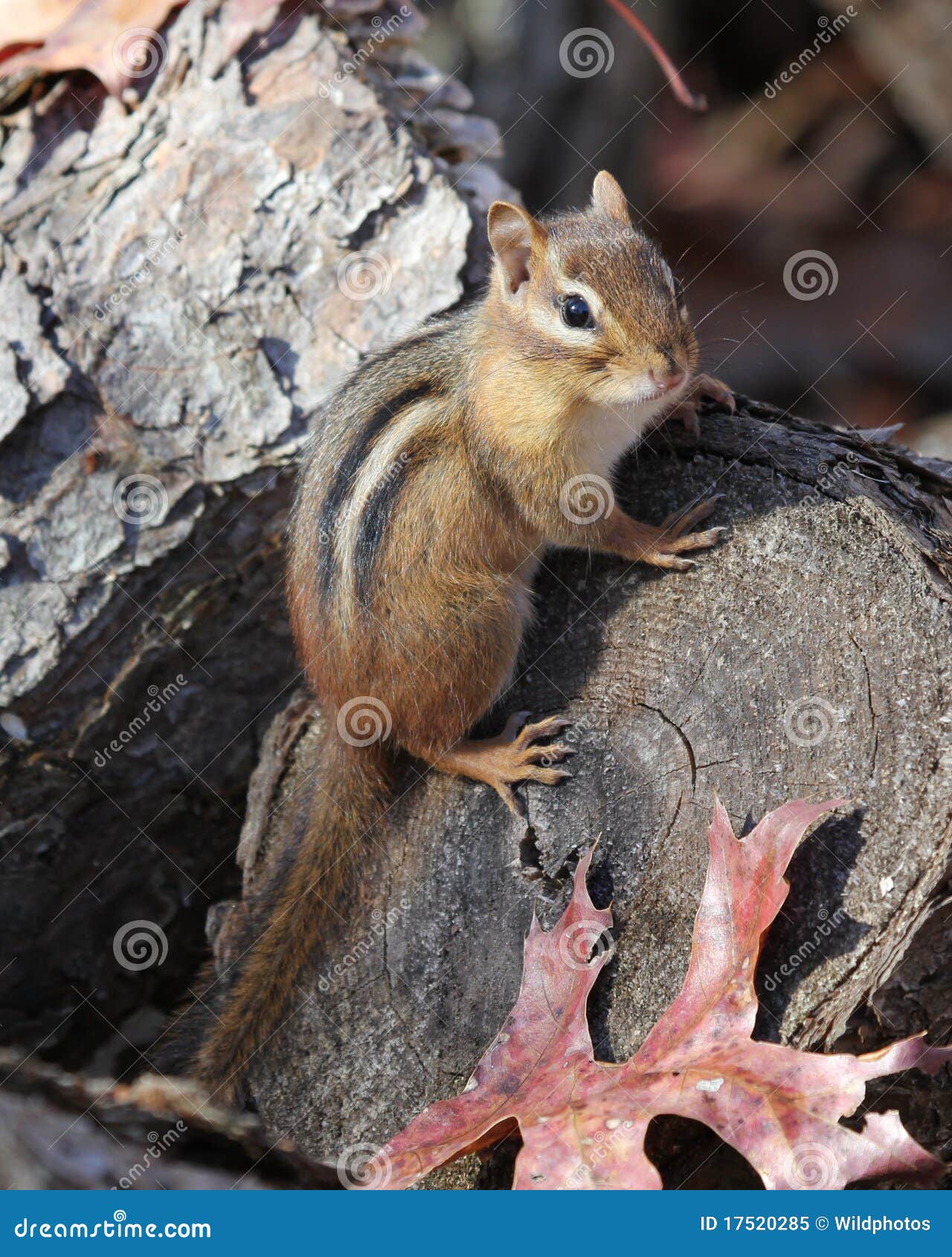 Eastern Chipmunk With Cheeks Full Of Food Royalty-Free Stock ...