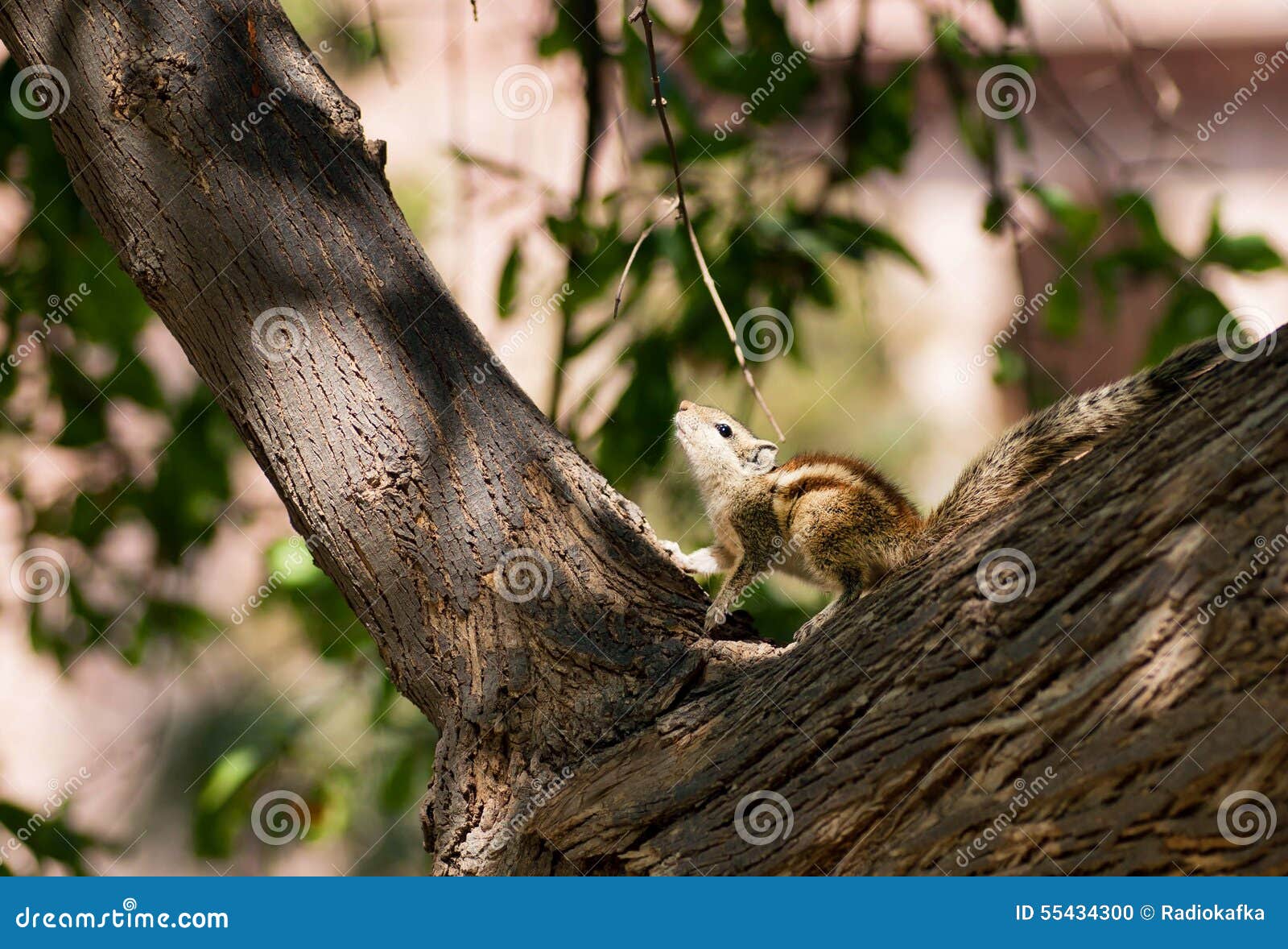 Eastern Chipmunk Posed on Tree Stock Photo - Image of forest, furry ...