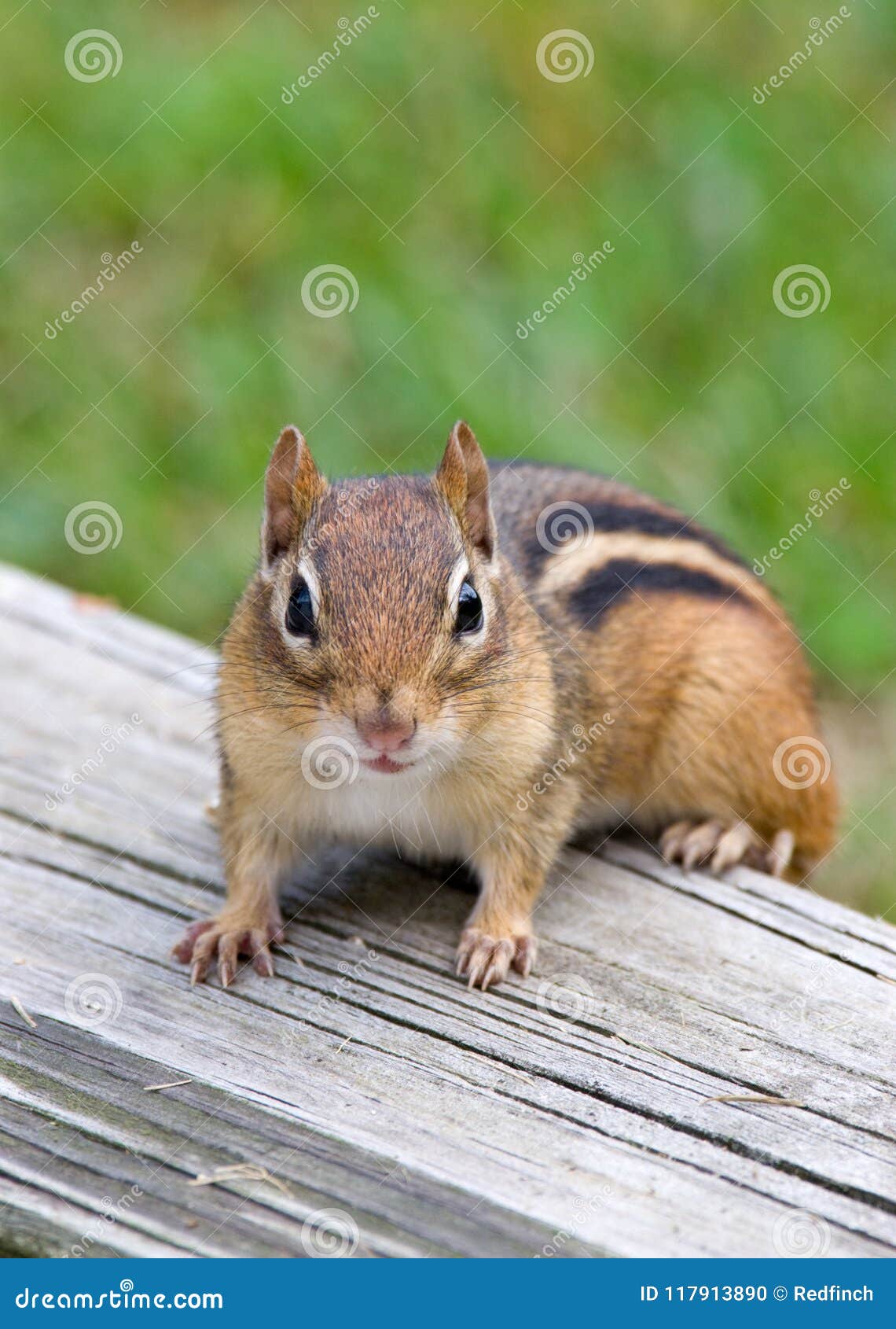 Eastern Chipmunk Sitting on a Porch Stock Photo - Image of sitting ...