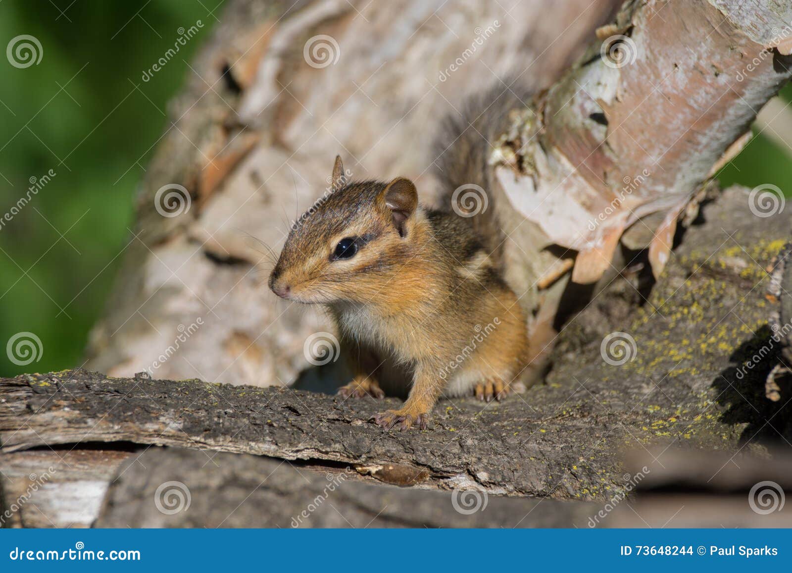Eastern Chipmunk stock photo. Image of animal, summer - 73648244