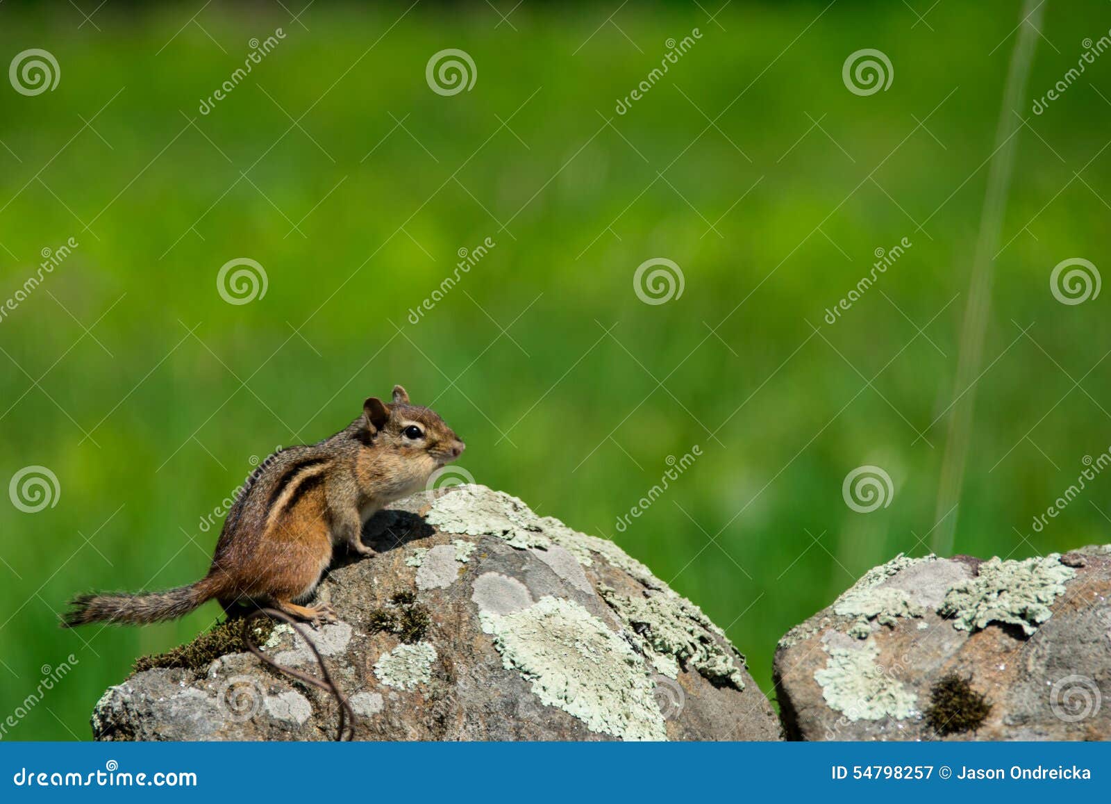 Eastern Chipmunk stock image. Image of curious, connecticut - 54798257