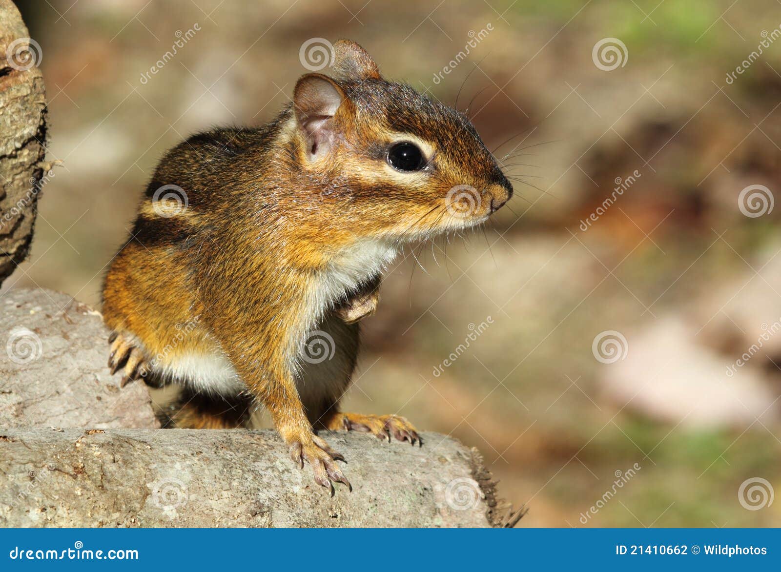 Eastern Chipmunk Strikes a Pose Stock Photo - Image of cute, golden ...