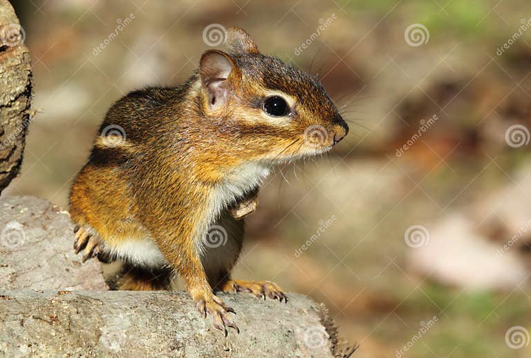 Eastern Chipmunk Strikes a Pose Stock Photo - Image of cute, golden ...