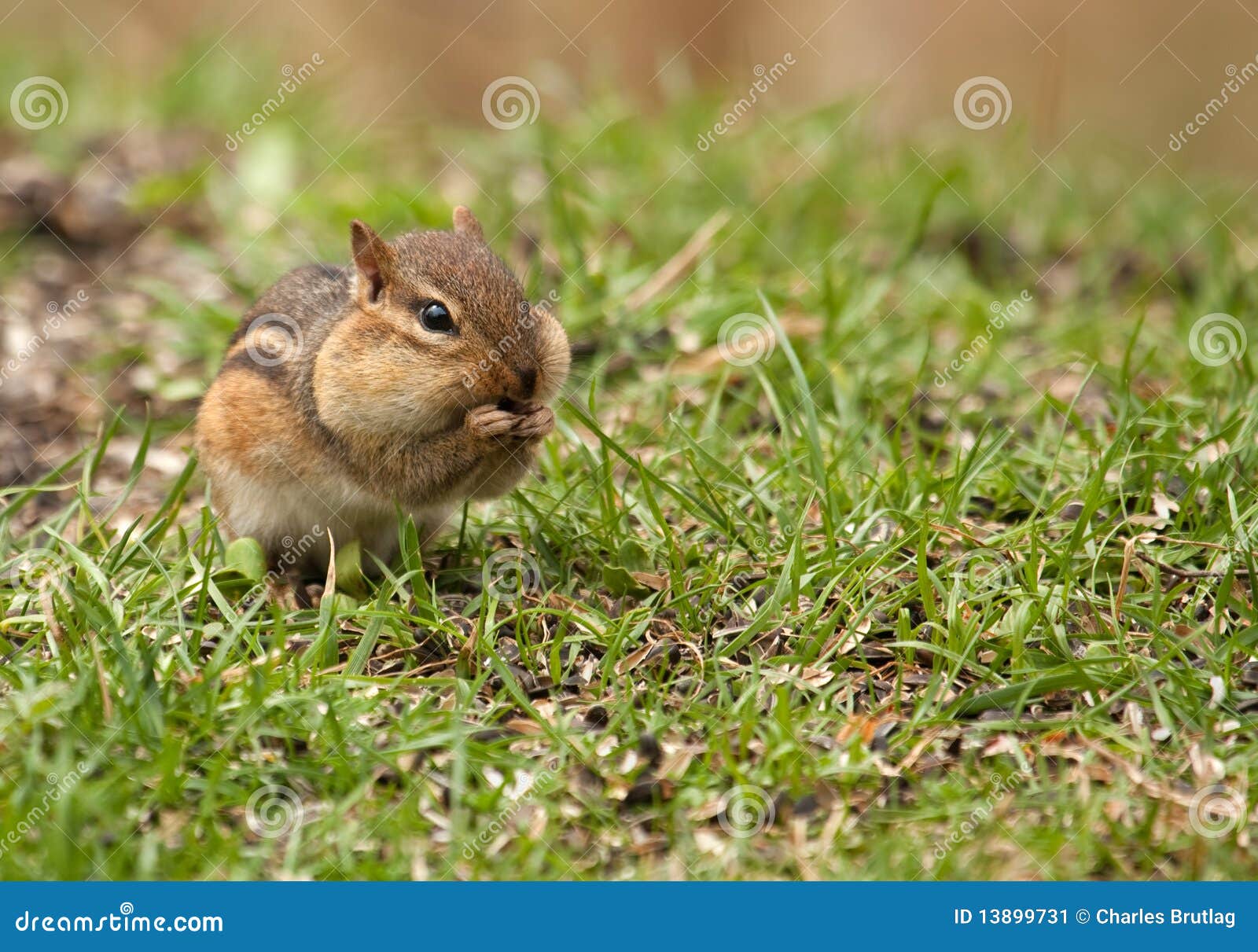 Eastern Chipmunk (Tamias) Peeks Out From His Hiding Hole In A Tree ...