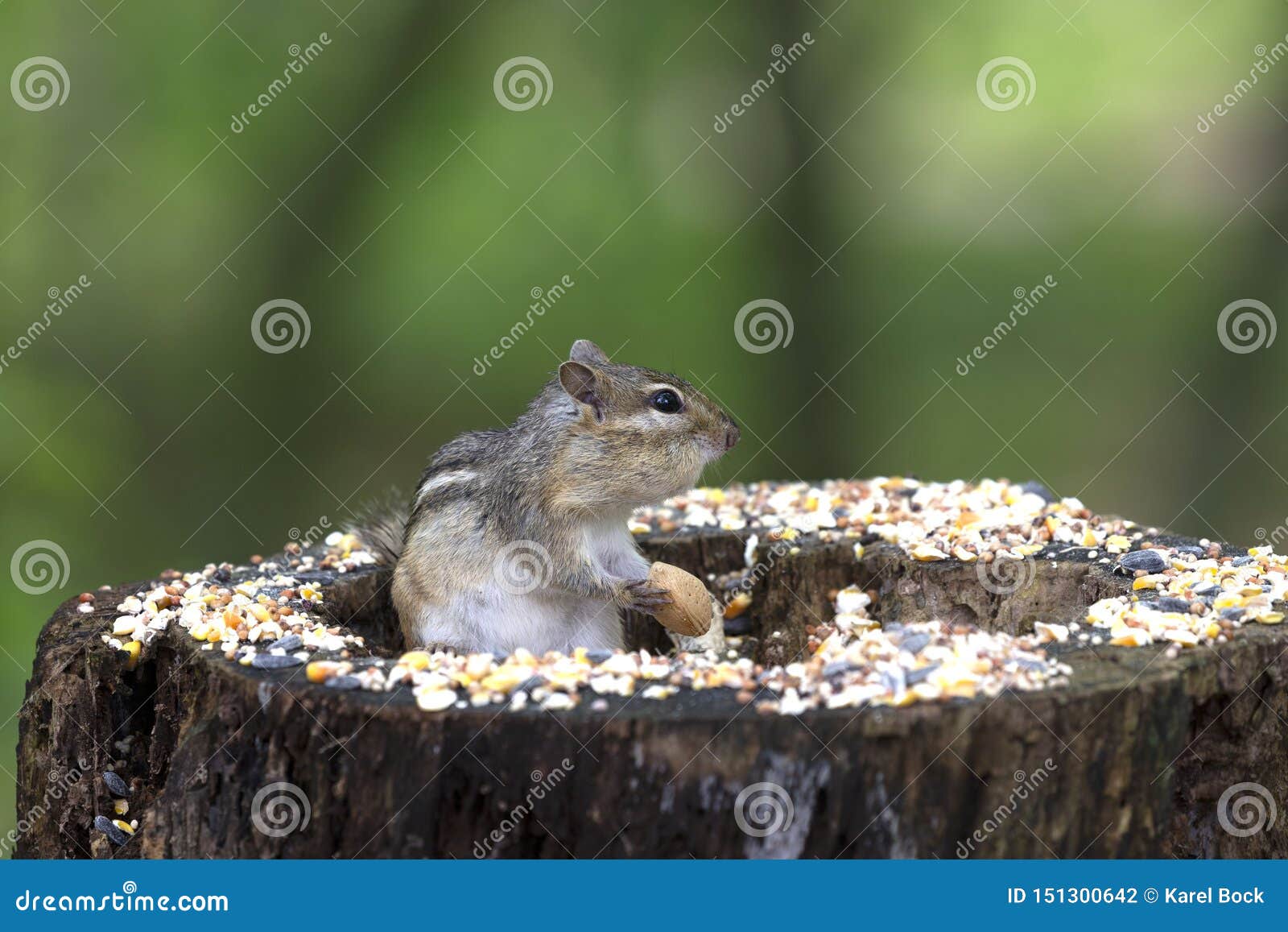 Eastern Chipmunk Tamias Striatus in the Fores Stock Photo - Image of ...