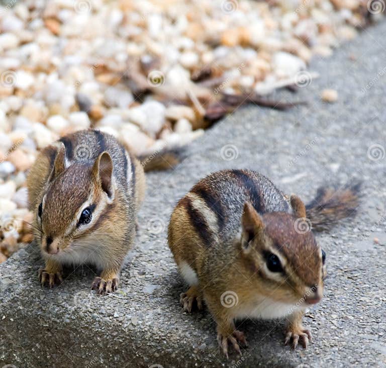 Eastern Chipmunks stock photo. Image of precious, edge - 6460496