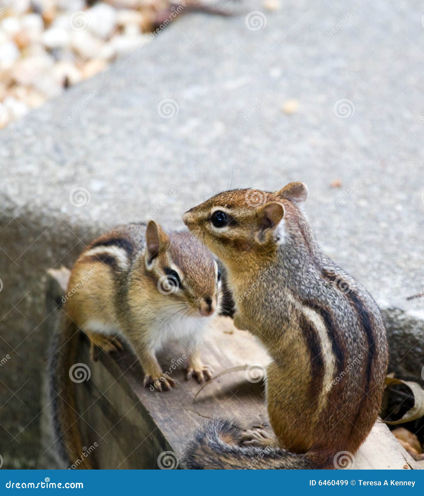 Eastern Chipmunks stock image. Image of rodent, eastern - 6460499