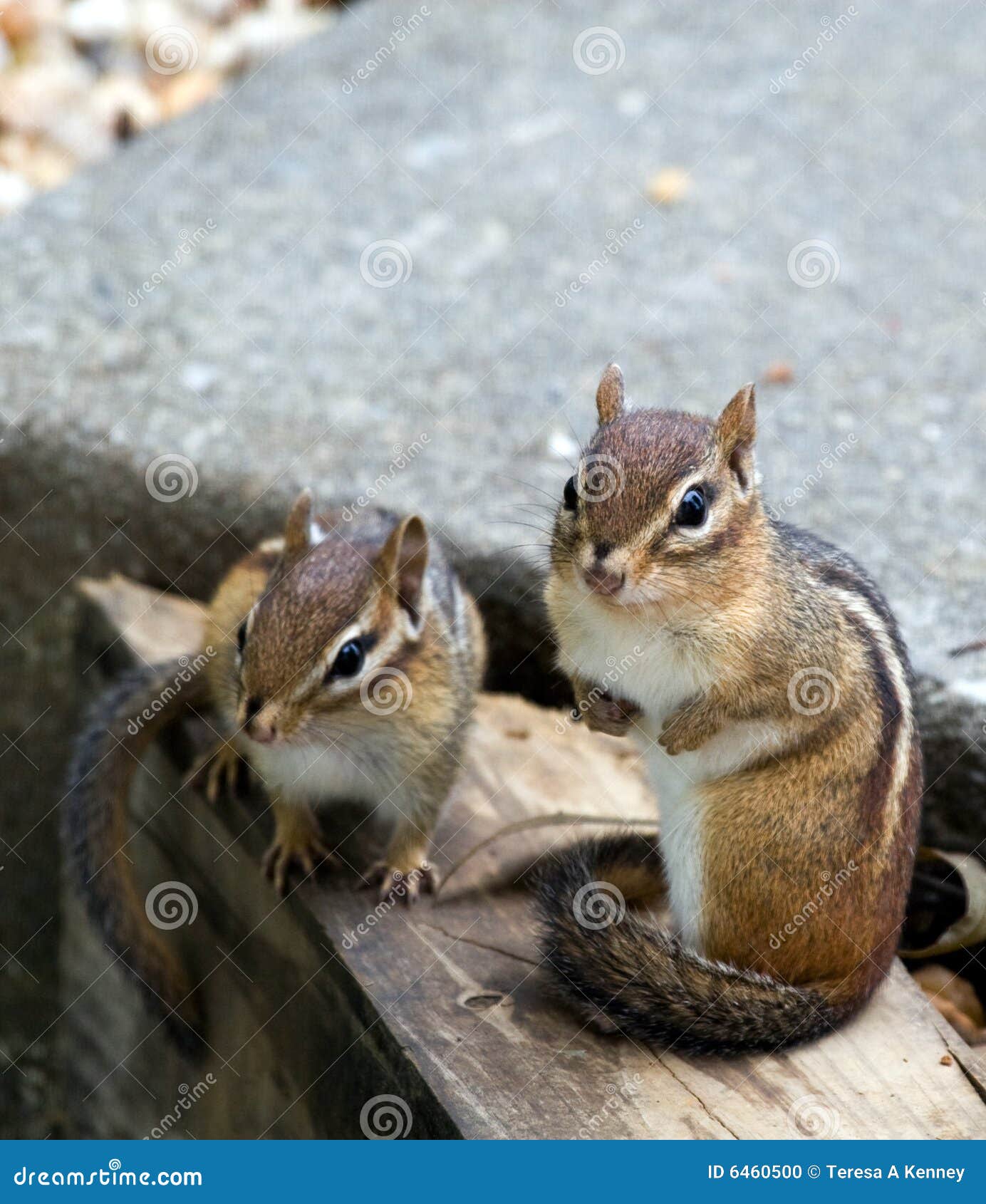 1,005 Chipmunks Sitting Photos - Free & Royalty-Free Stock Photos from ...