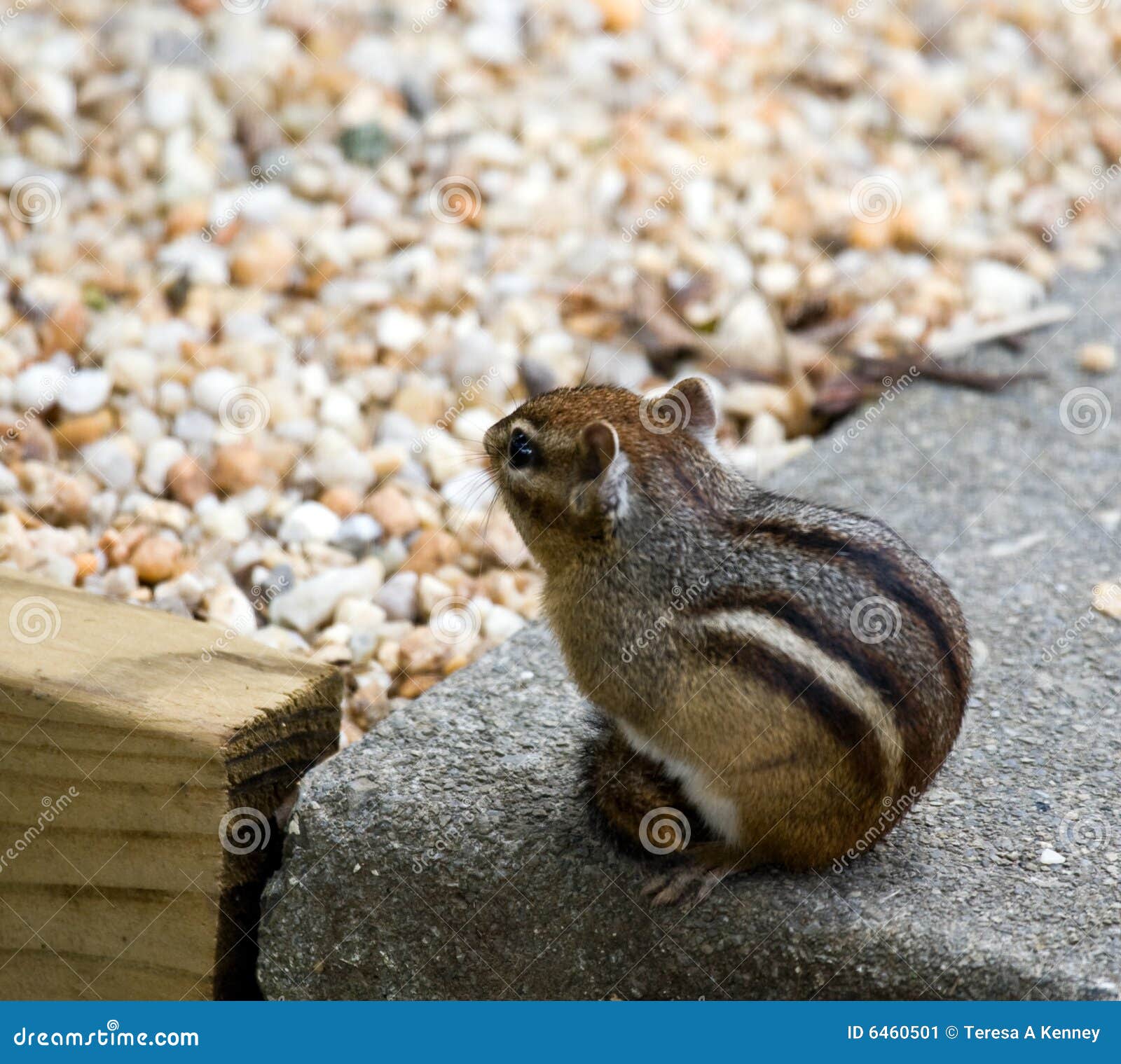 Eastern Chipmunks stock image. Image of sweet, adorable - 6460501