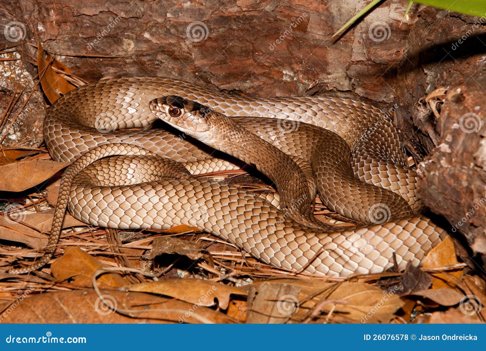 Eastern Coachwhip(Masticophis Flagellum Flagellum) Stock Photo - Image ...