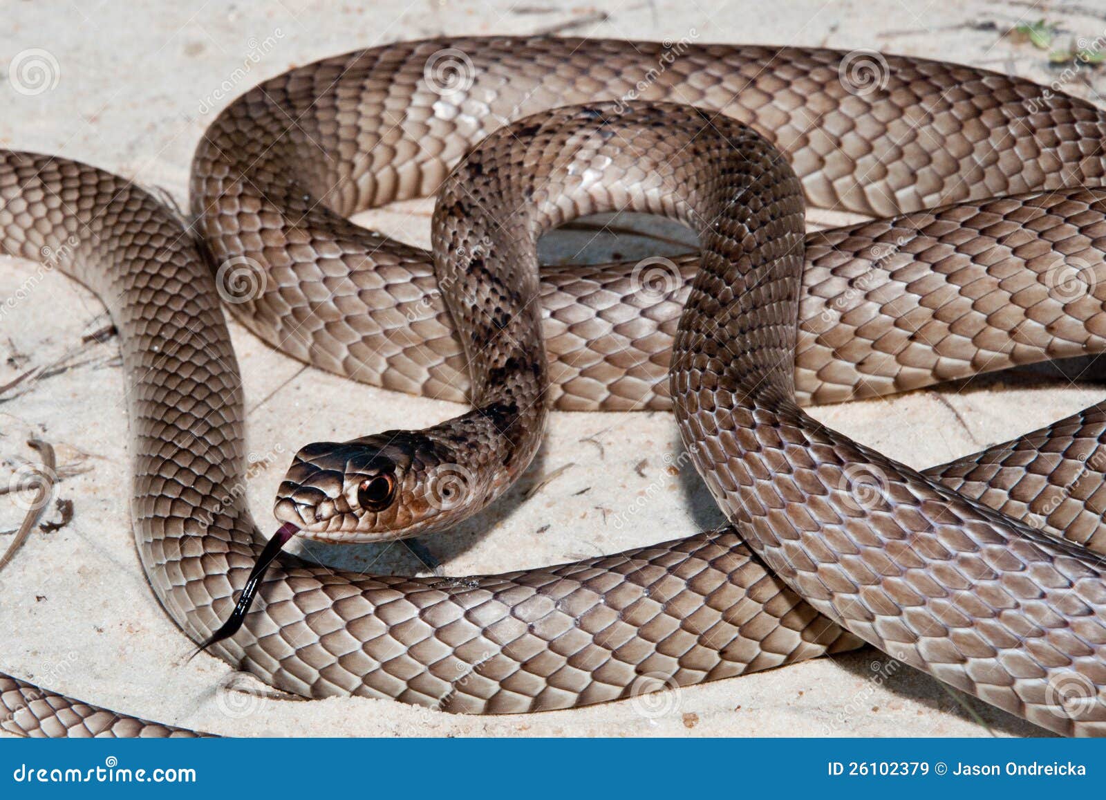 Eastern Coachwhip(Masticophis Flagellum Flagellum) Royalty Free Stock ...