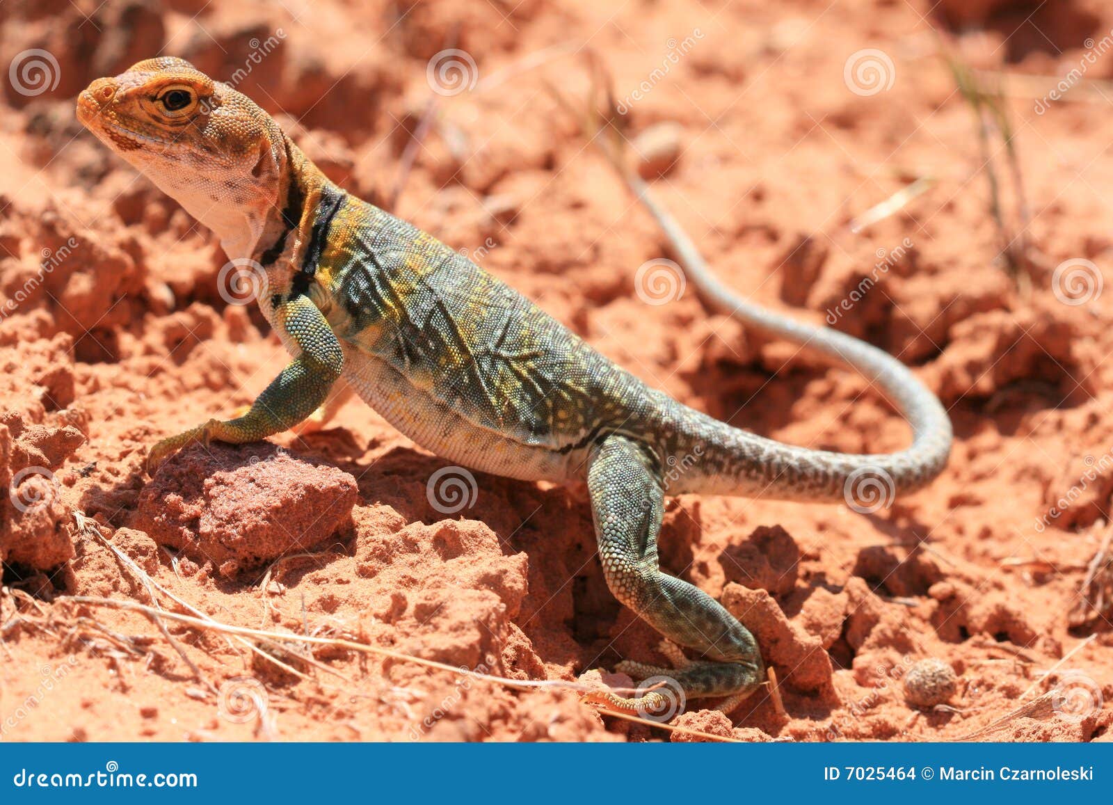 Strong Lizard Madagascar Girdled Lizard, Zonosaurus Madagascariensis ...