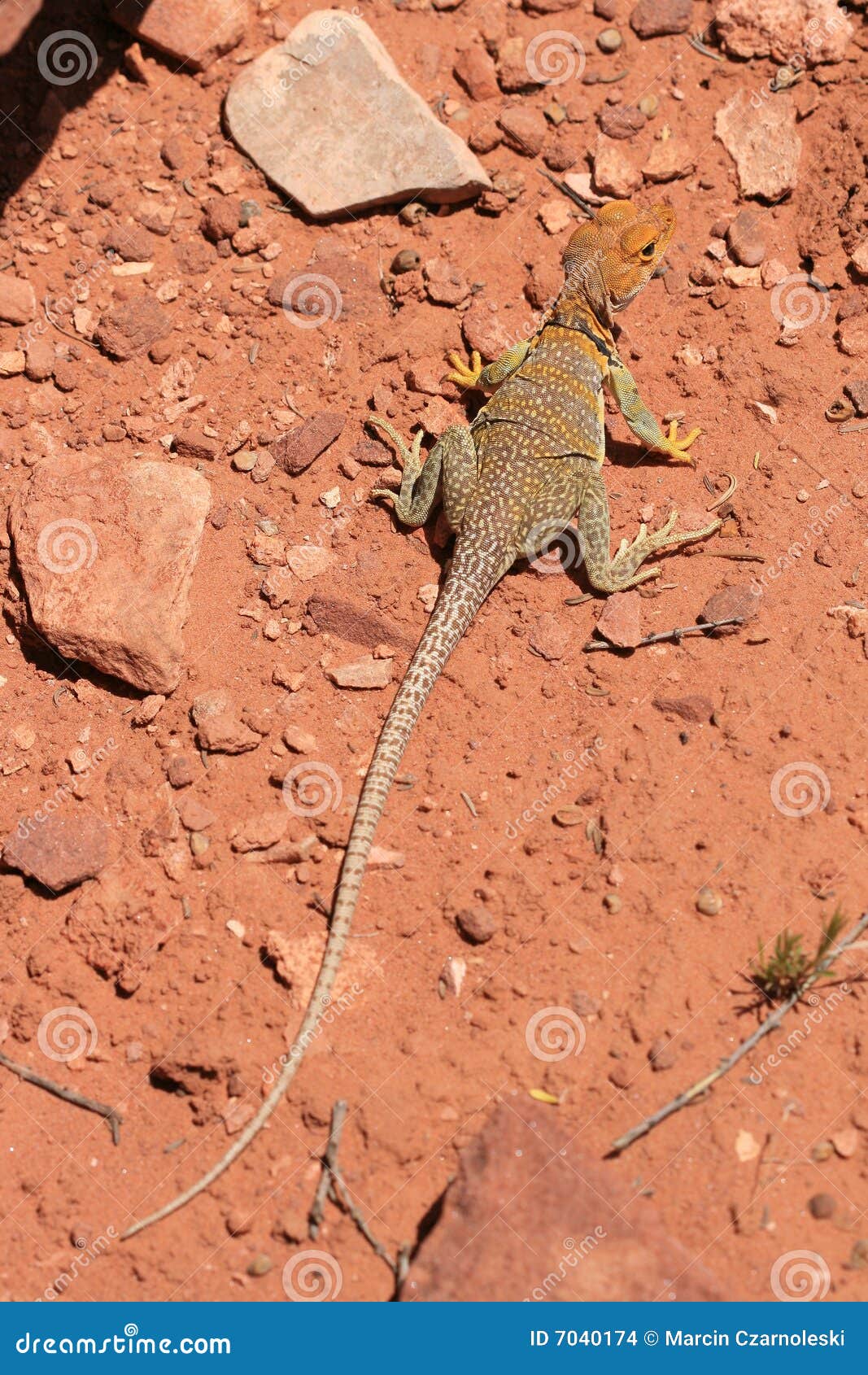 Eastern Collared Lizard stock photo. Image of conspicuous - 7040174